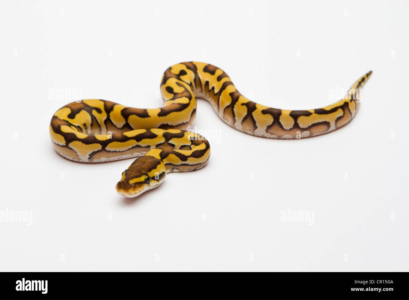 Gelbe python Stockfotos und -bilder Kaufen - Alamy