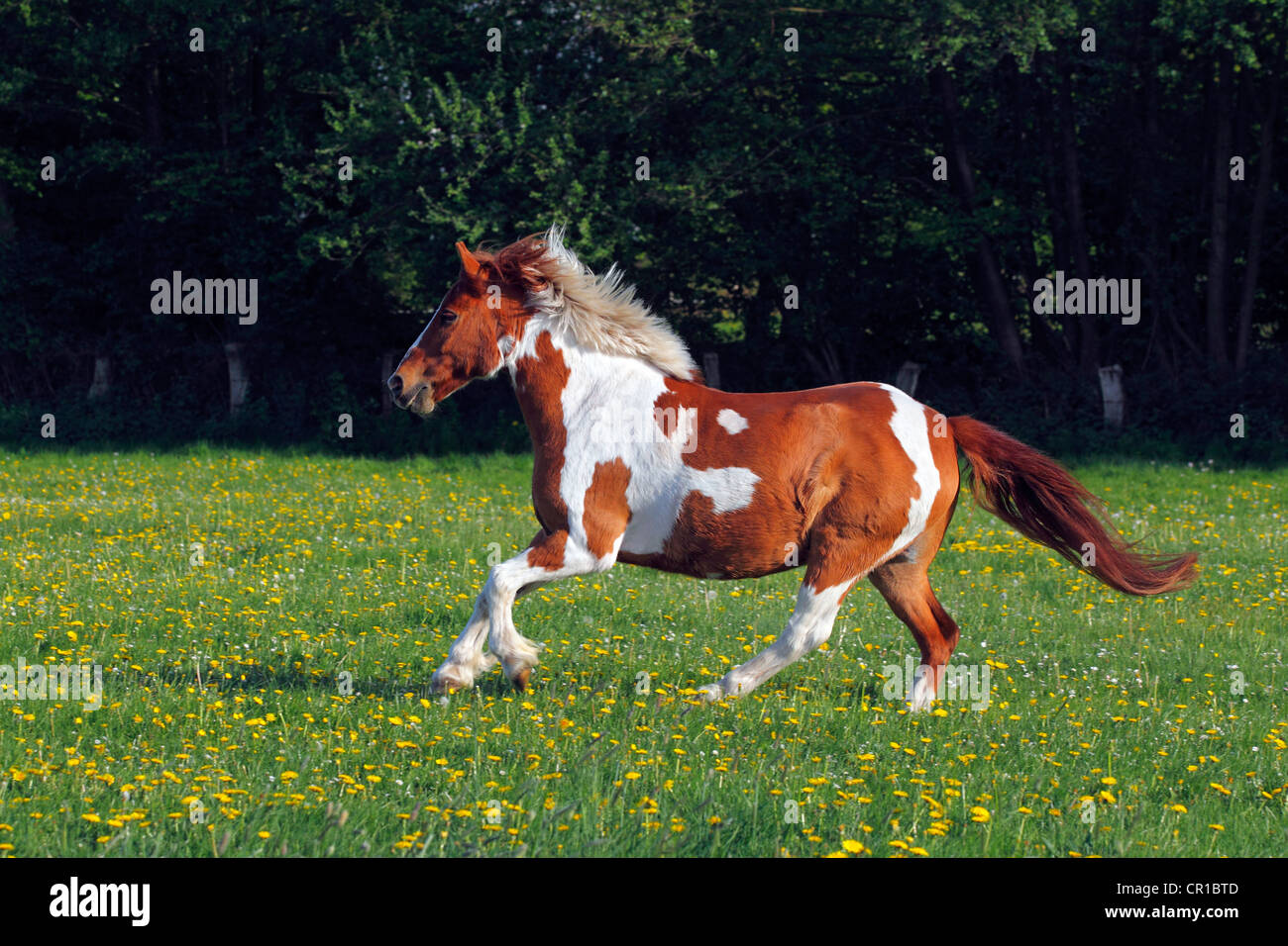 Pony race -Fotos und -Bildmaterial in hoher Auflösung – Alamy