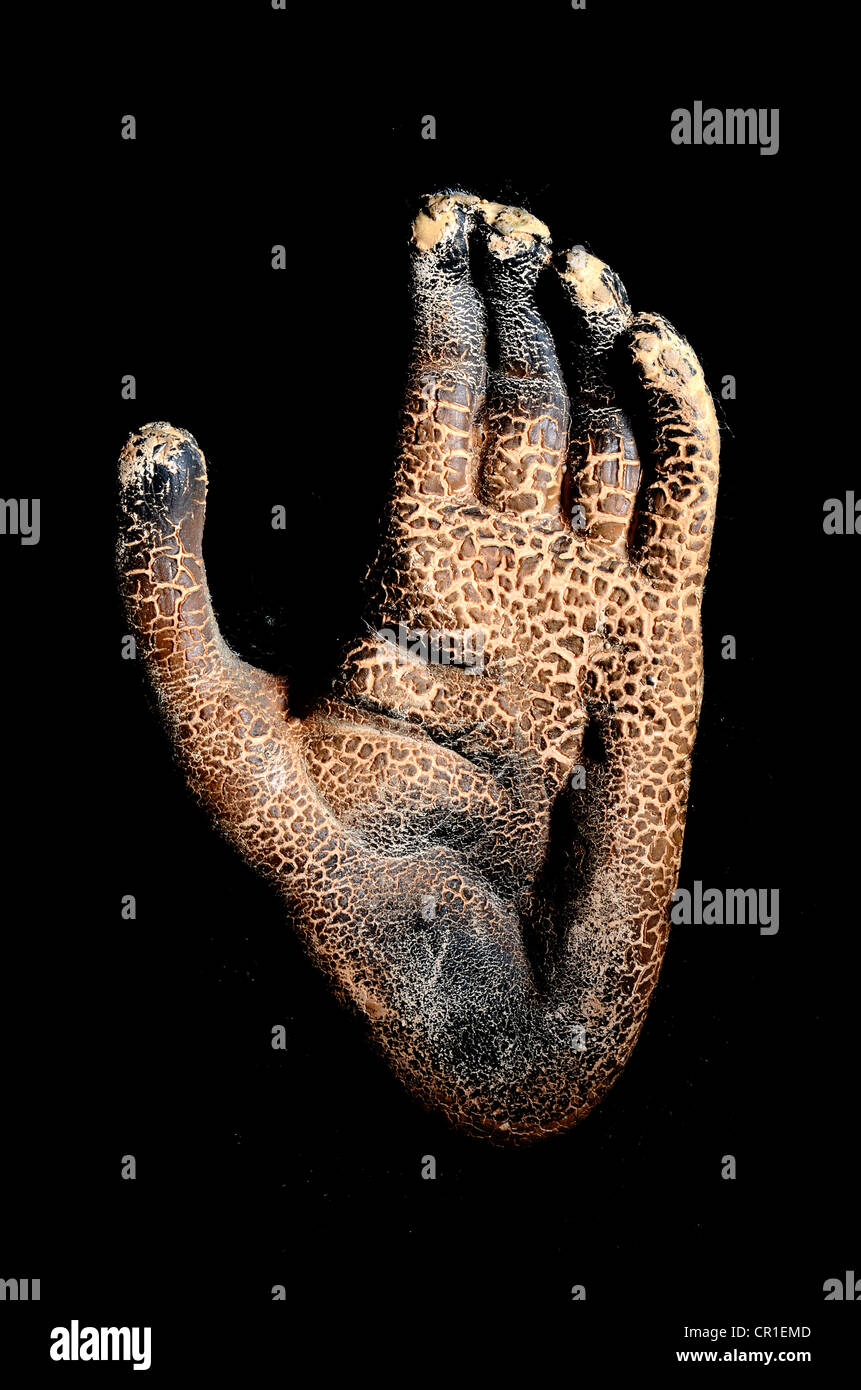 Chimpanzee human hand -Fotos und -Bildmaterial in hoher Auflösung – Alamy