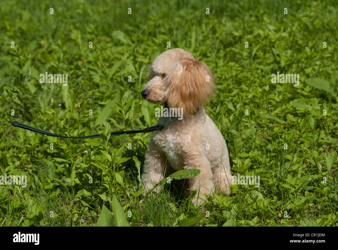 Apricot Pudel Stockfotos und -bilder Kaufen - Alamy