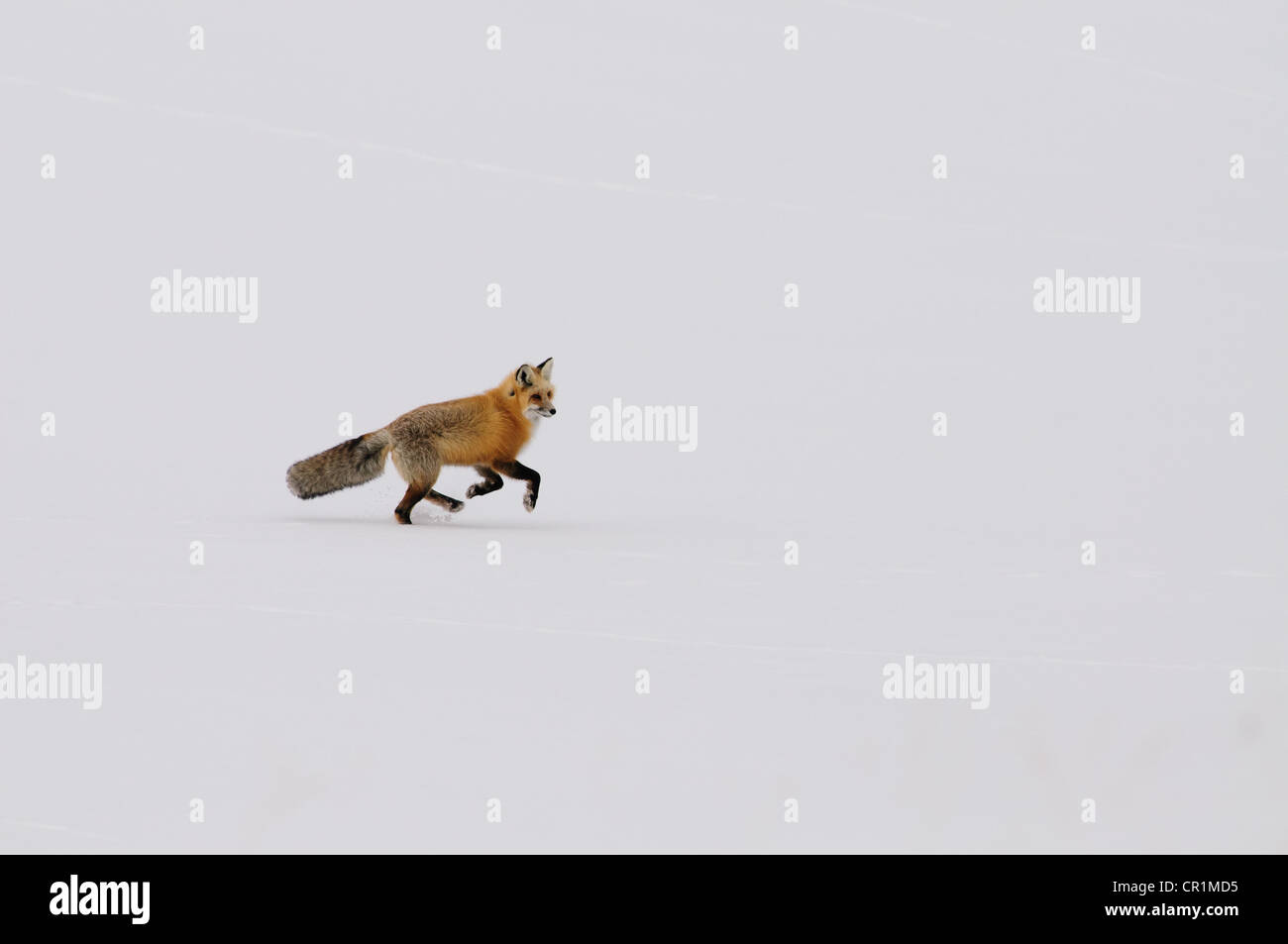 Fuchs mit schnee -Fotos und -Bildmaterial in hoher Auflösung – Alamy