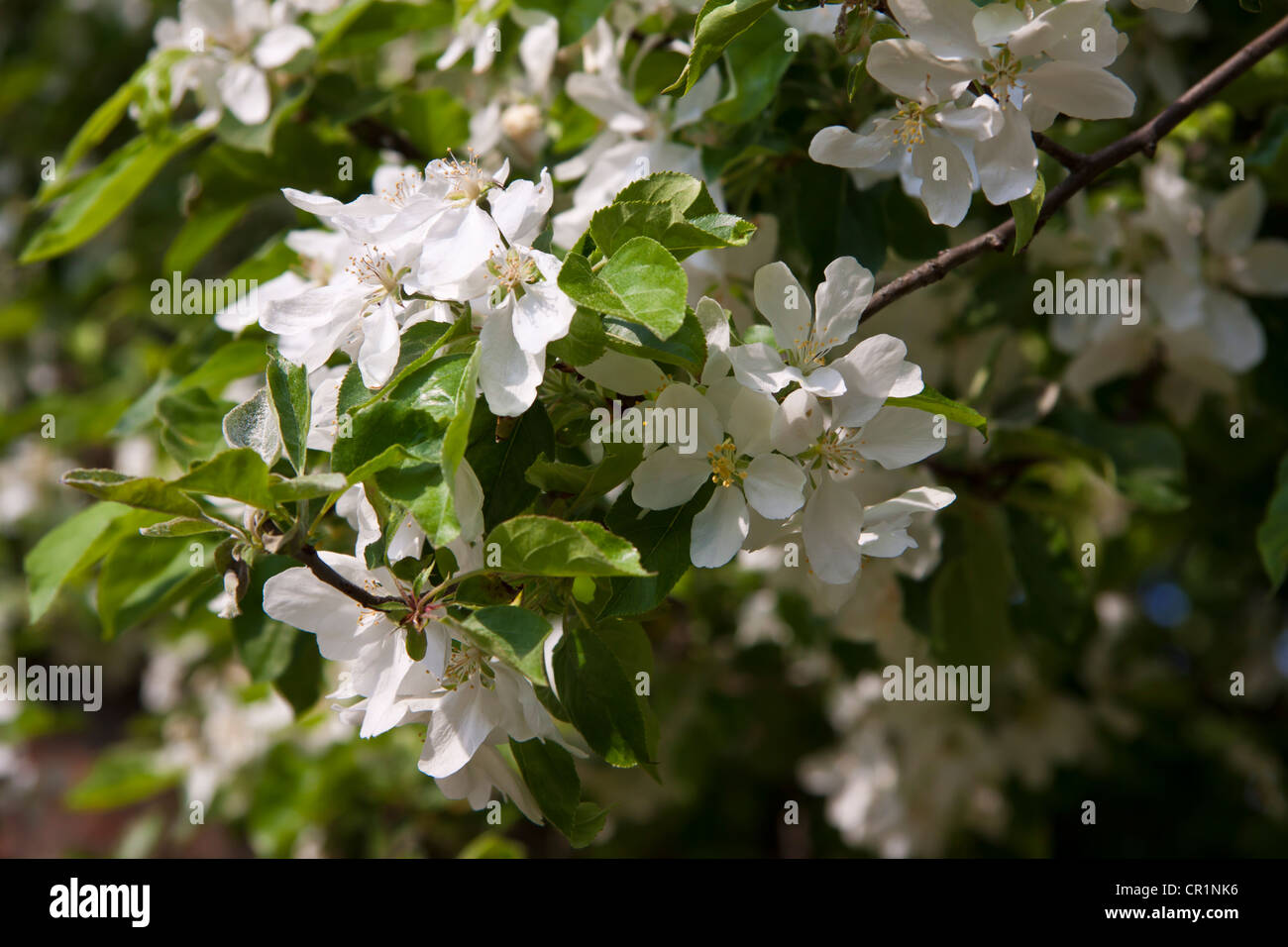 Wildapfel baum blühen Stockfotos und -bilder Kaufen - Alamy