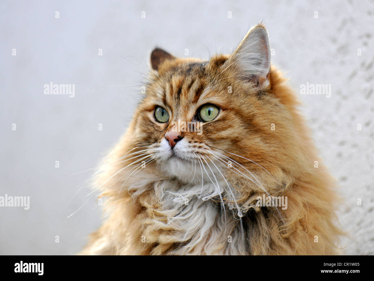 Persische katze -Fotos und -Bildmaterial in hoher Auflösung – Alamy