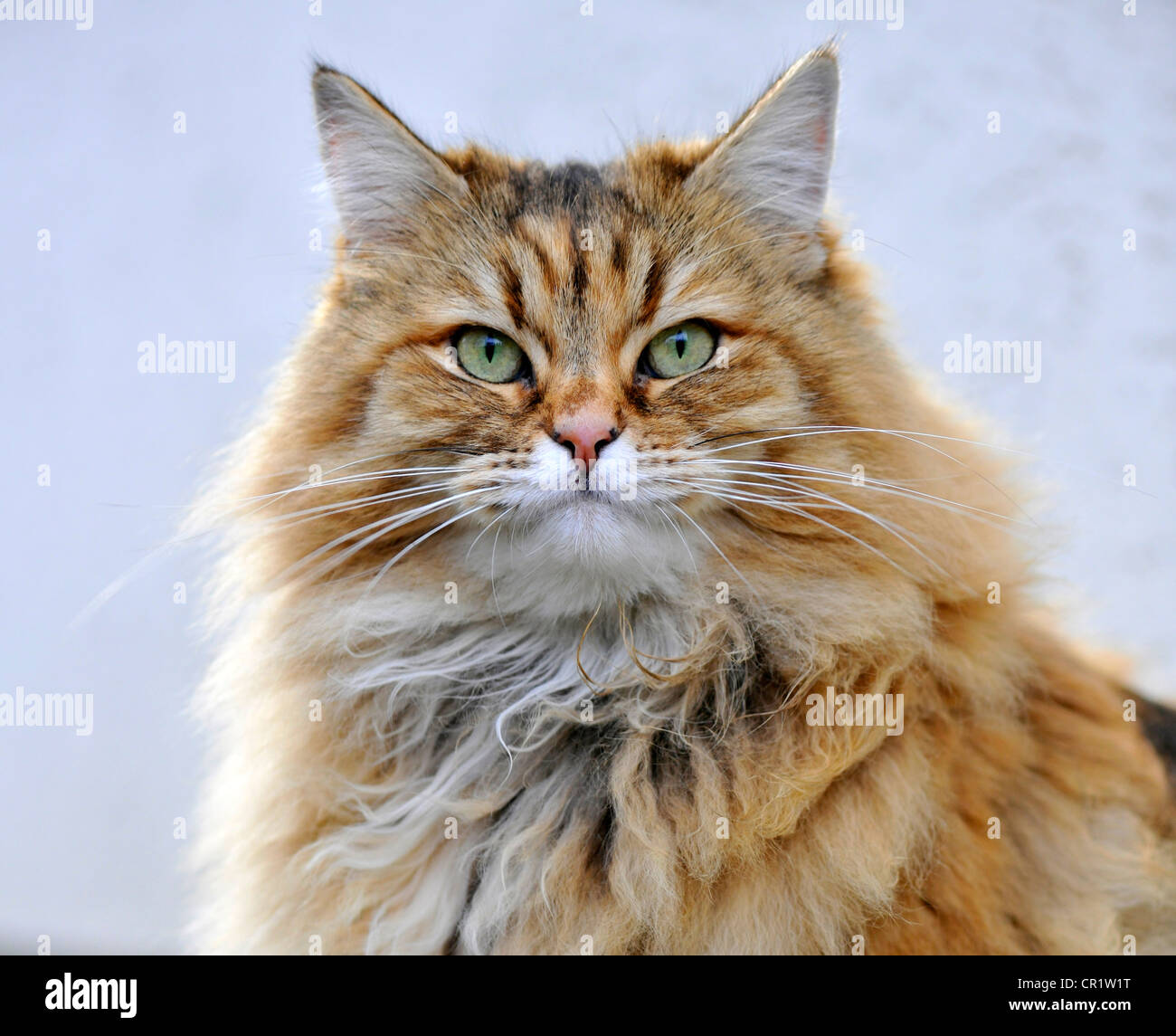 G katze -Fotos und -Bildmaterial in hoher Auflösung – Alamy