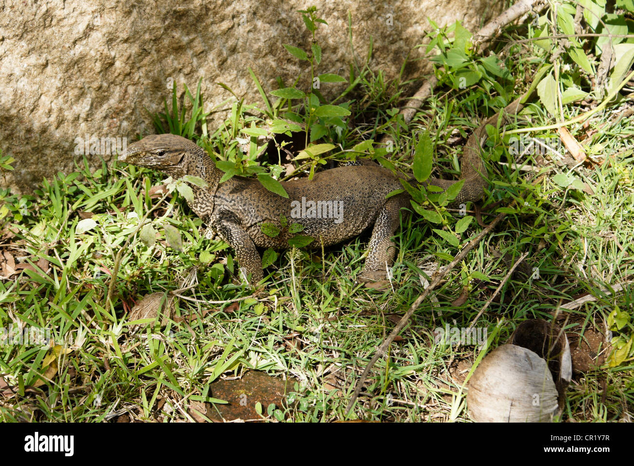 Landmonitor varanus bengalensis -Fotos und -Bildmaterial in hoher ...