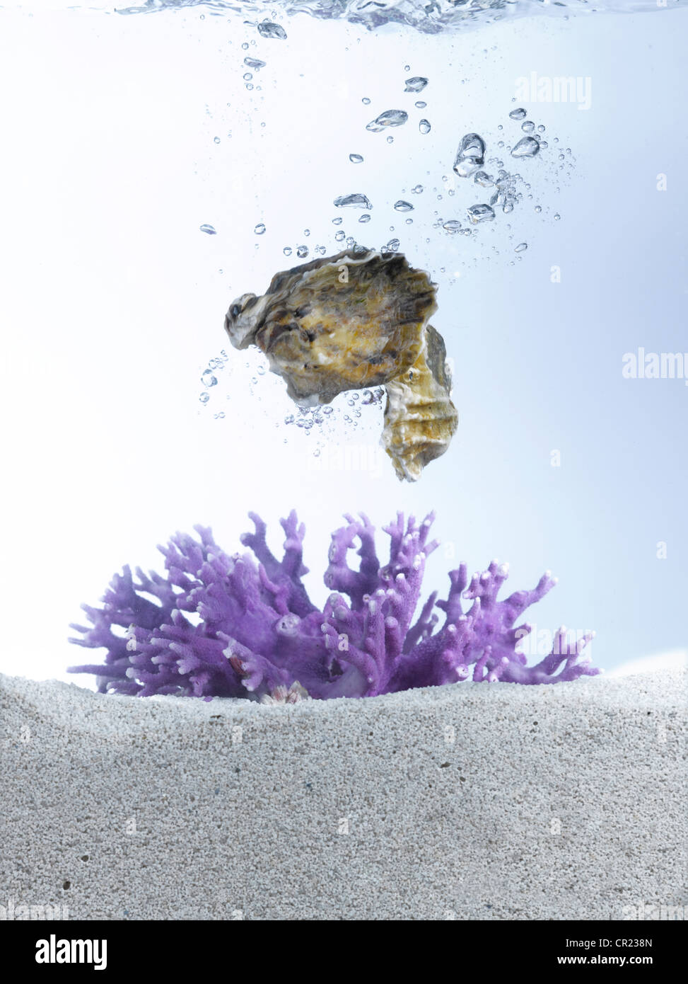 Lebende austern -Fotos und -Bildmaterial in hoher Auflösung – Alamy