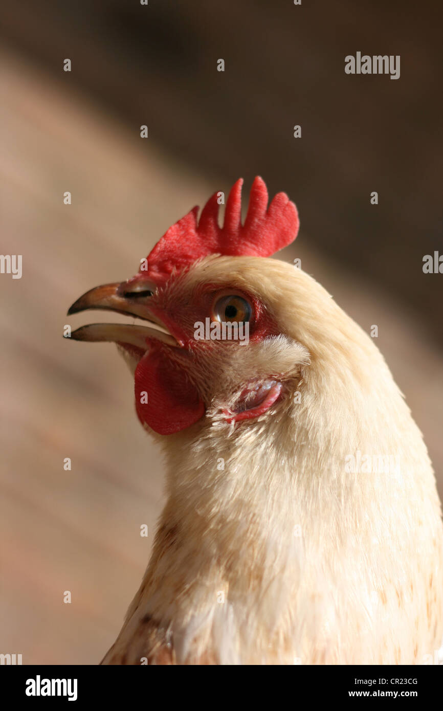 Hybrid chickens -Fotos und -Bildmaterial in hoher Auflösung – Alamy