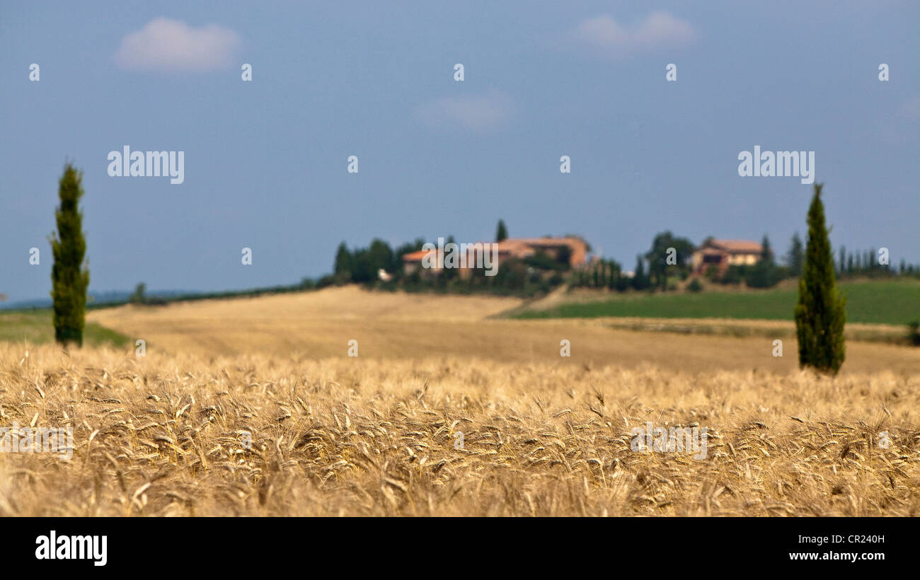 Zuhause im weizenfeld -Fotos und -Bildmaterial in hoher Auflösung – Alamy