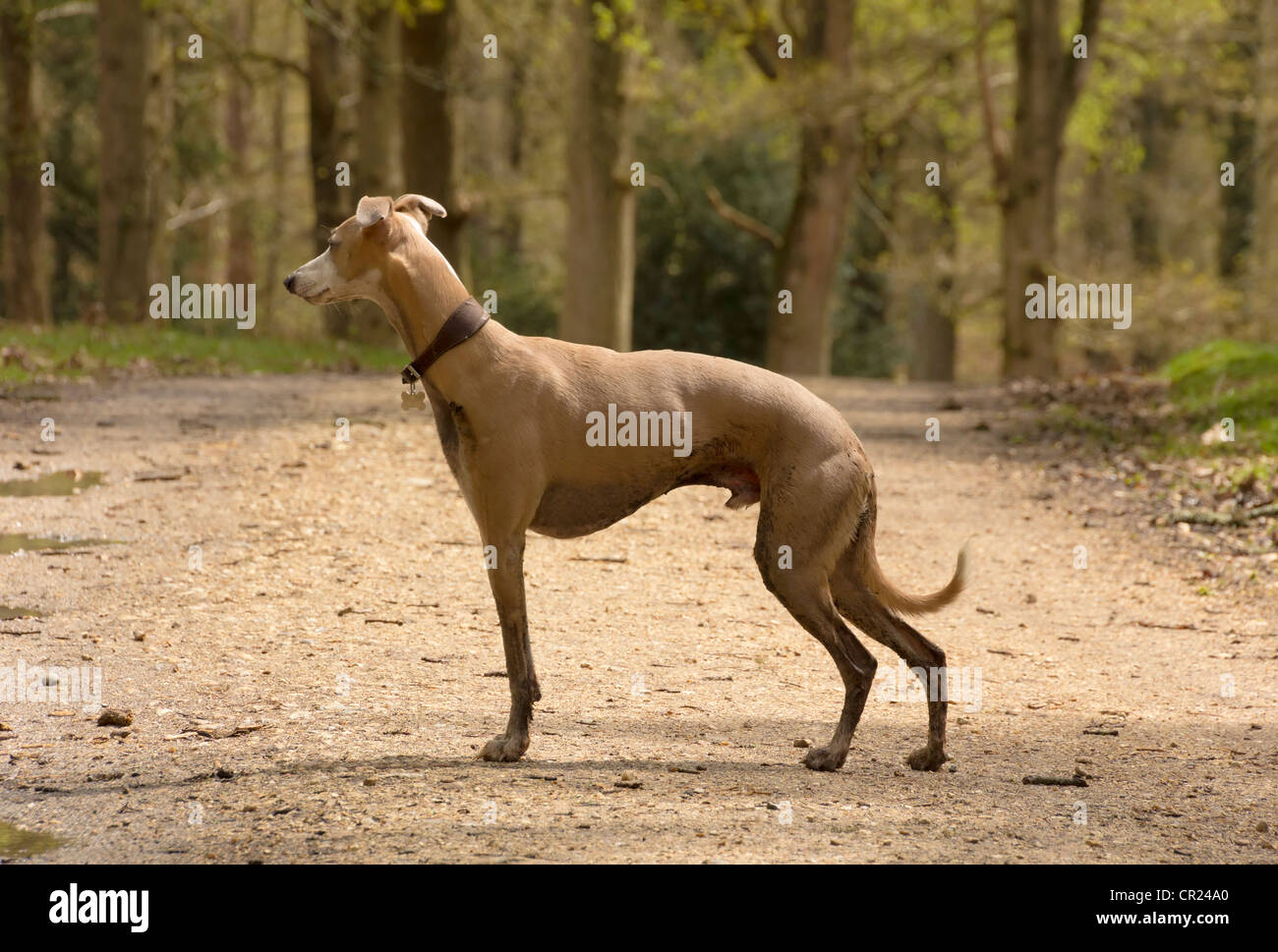 Whippet profile -Fotos und -Bildmaterial in hoher Auflösung – Alamy