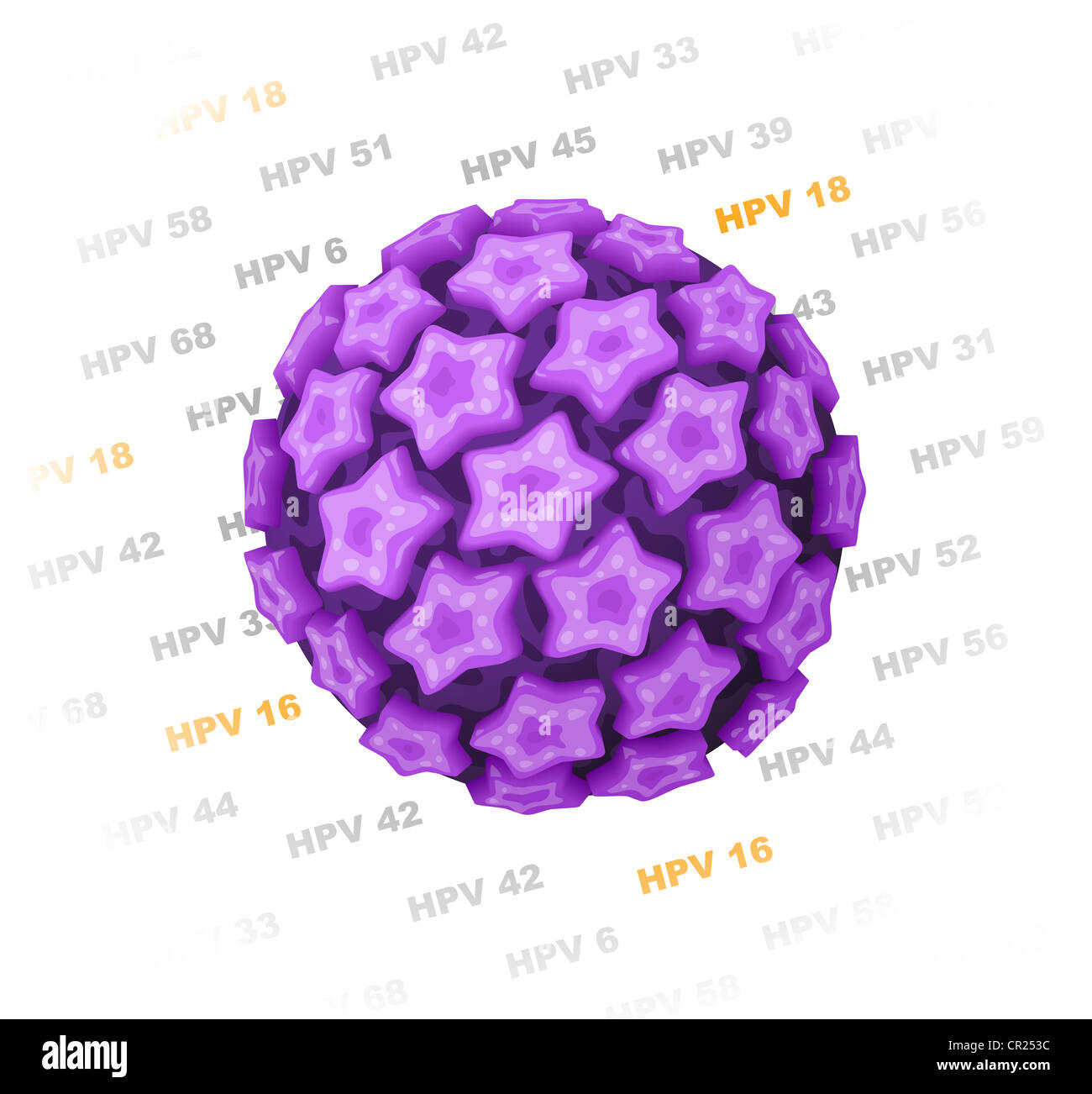 Human Papilloma Virus (HPV). Vektor-Illustration Stockfotografie - Alamy