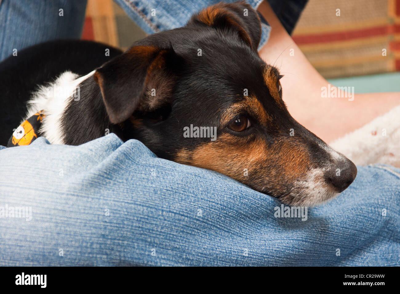 Hund saß auf einem schoß -Fotos und -Bildmaterial in hoher Auflösung ...