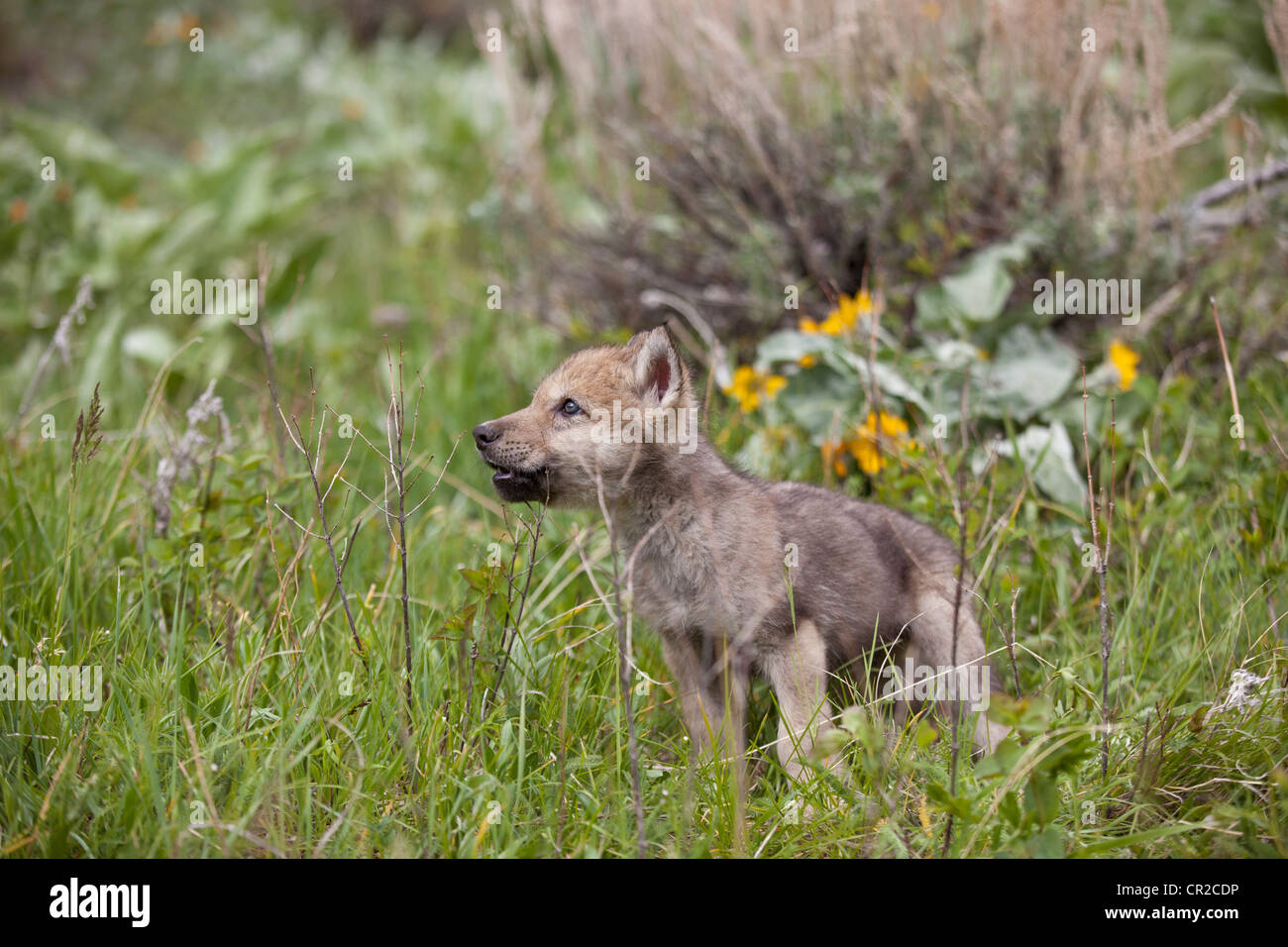 Wolf cub at den -Fotos und -Bildmaterial in hoher Auflösung – Alamy