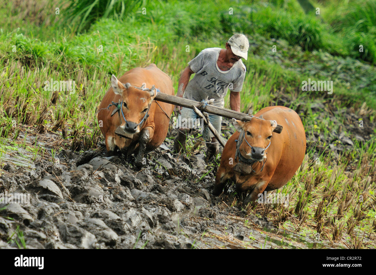 Bali landwirtschaft -Fotos und -Bildmaterial in hoher Auflösung – Alamy