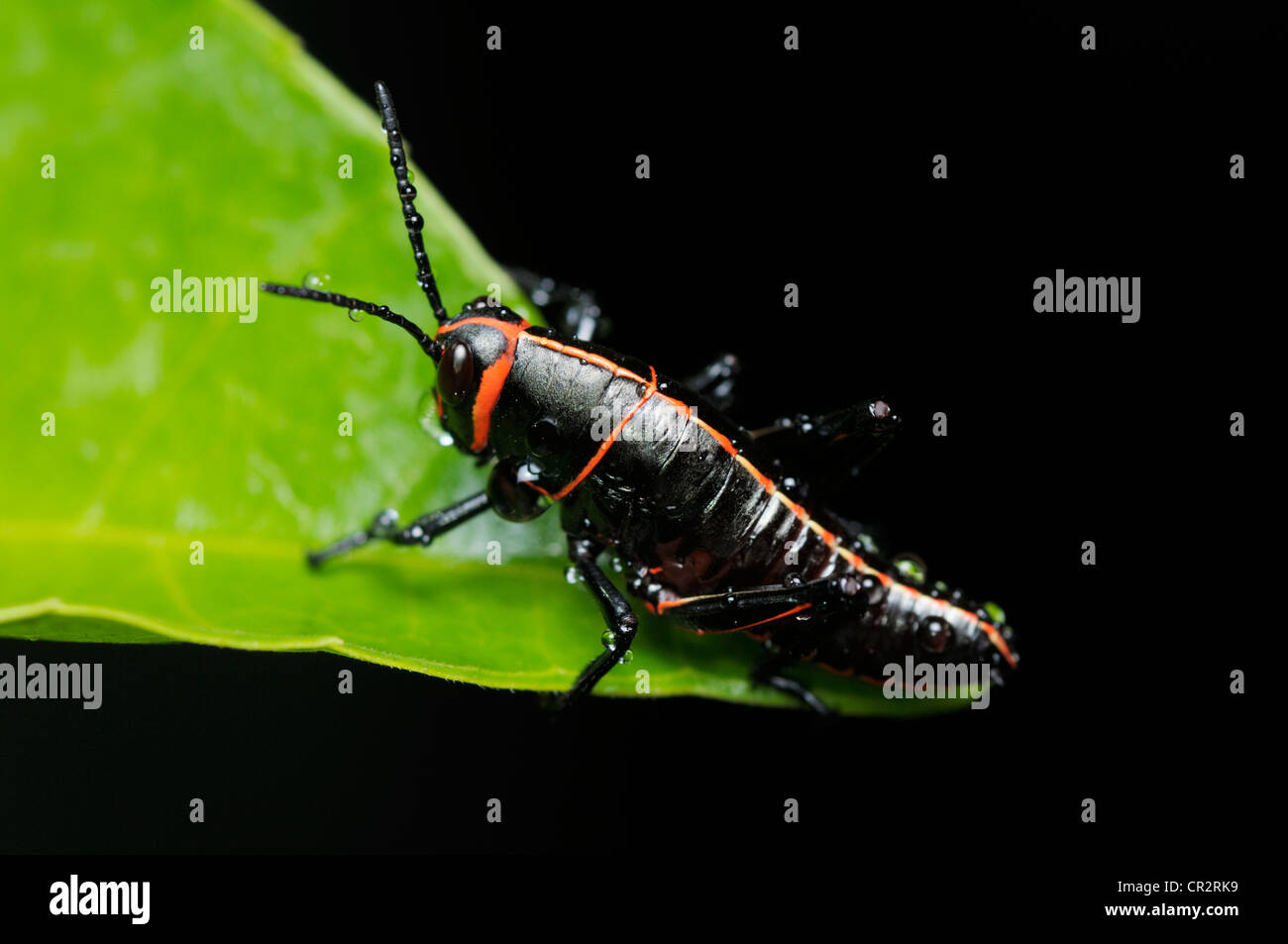 Cricket Costa Rica Stockfotos und -bilder Kaufen - Alamy