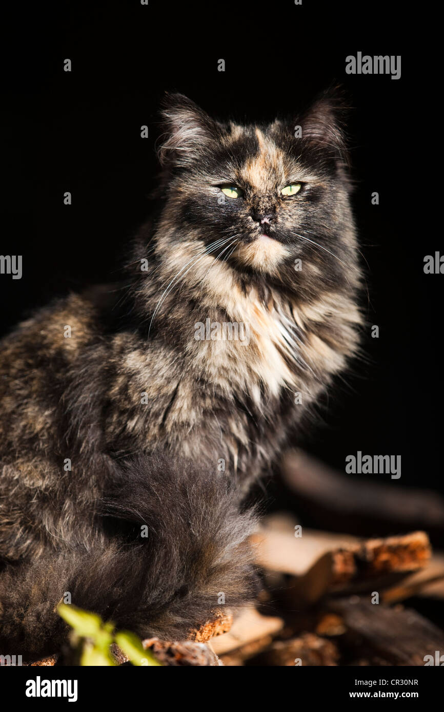 Katze sitzt wie -Fotos und -Bildmaterial in hoher Auflösung – Alamy