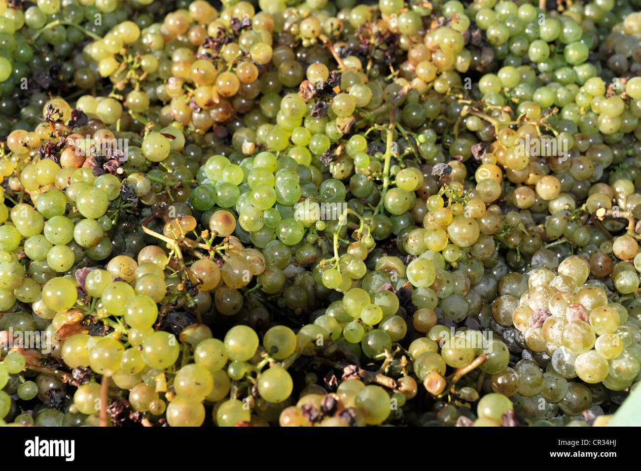 Trauben Mosel Wein Stockfotos und -bilder Kaufen - Alamy
