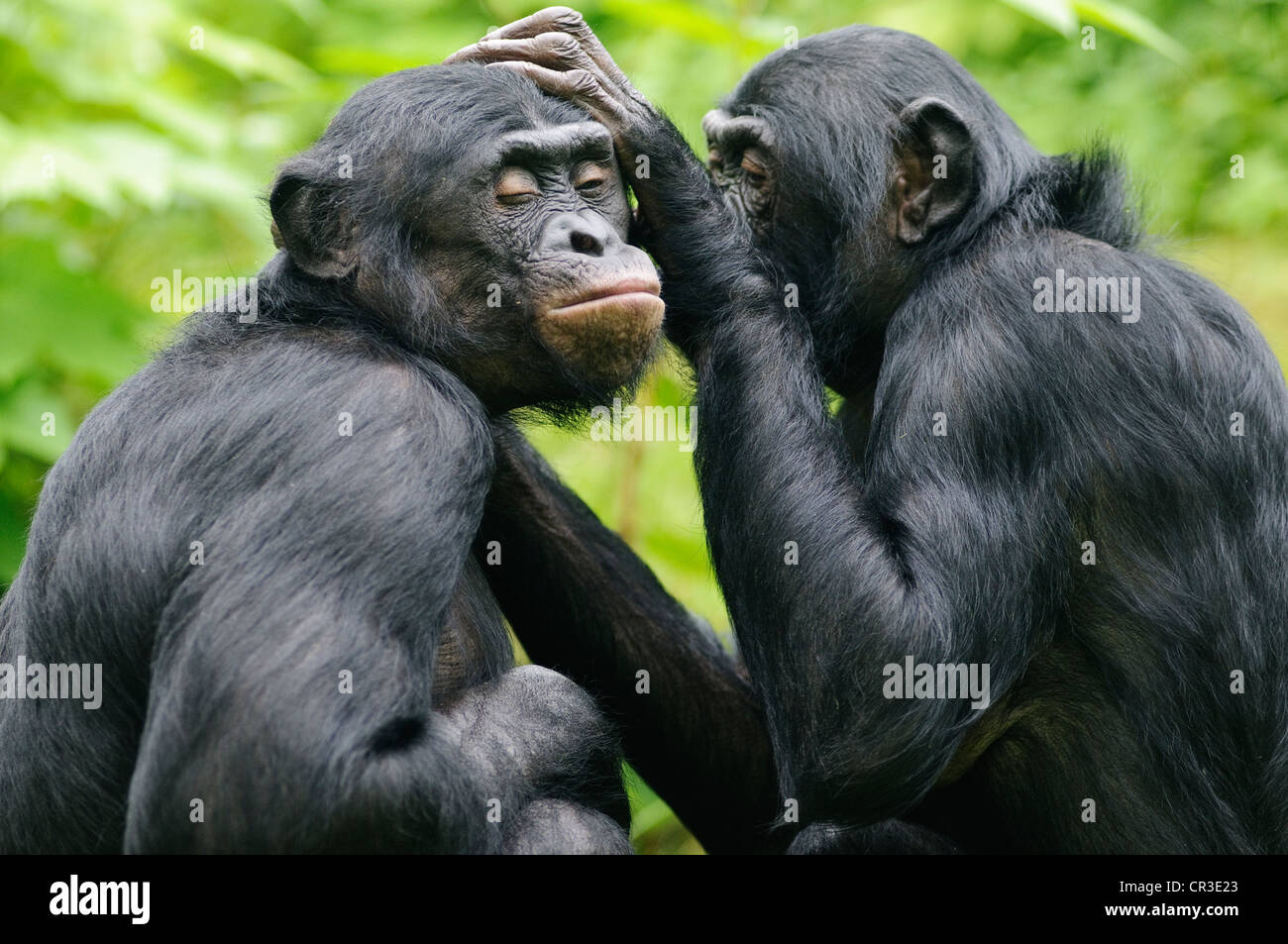 Zwei Bonobos oder Pygmy Schimpansen (Pan Paniscus), Entlausung einander ...