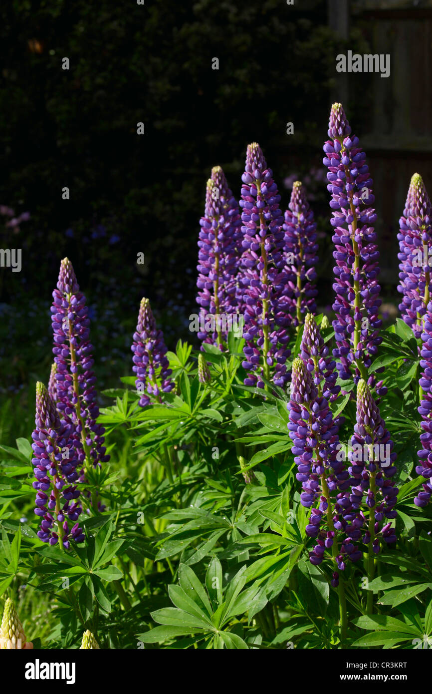 Lila lupinen -Fotos und -Bildmaterial in hoher Auflösung – Alamy