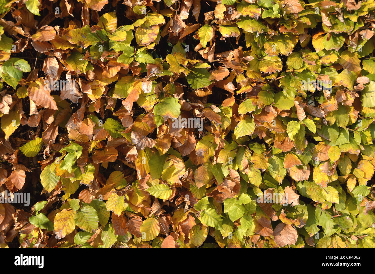 Common beech fagus sylvatica hedge -Fotos und -Bildmaterial in hoher ...