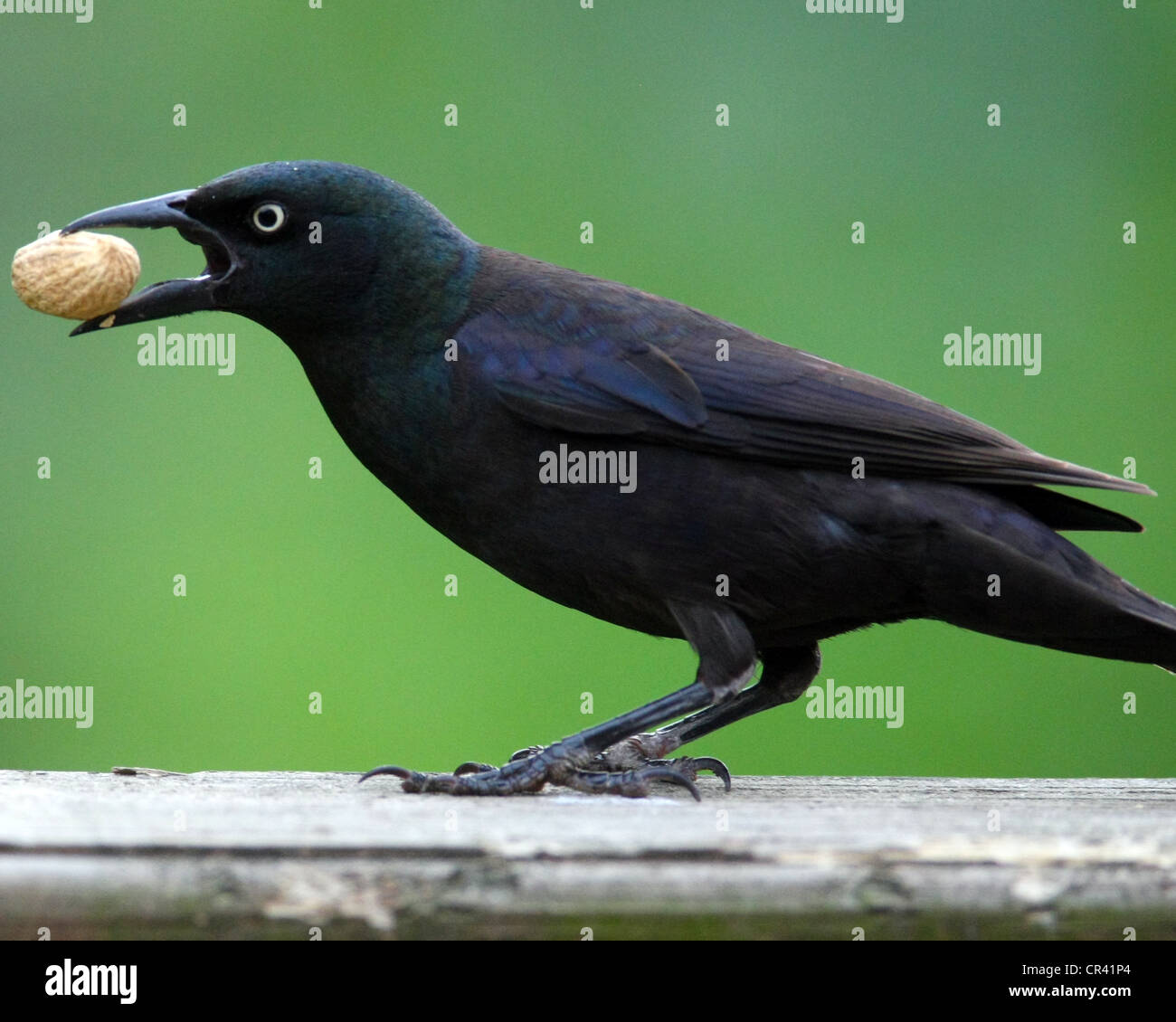 Schwarzer vogel -Fotos und -Bildmaterial in hoher Auflösung – Alamy