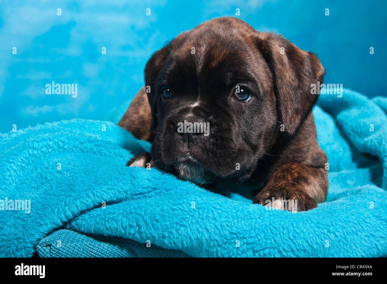 Gestromte boxer -Fotos und -Bildmaterial in hoher Auflösung – Alamy
