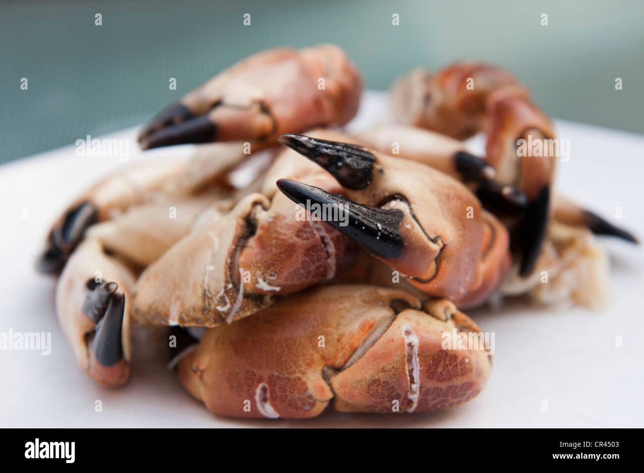 Krabben auf der speisekarte -Fotos und -Bildmaterial in hoher Auflösung ...