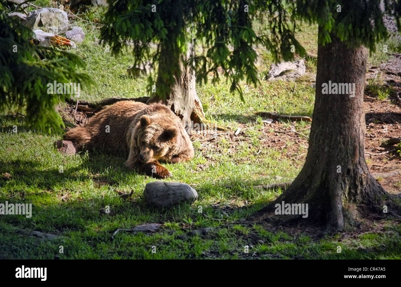 Brauner Bär, schlafen im Wald Stockfotografie - Alamy