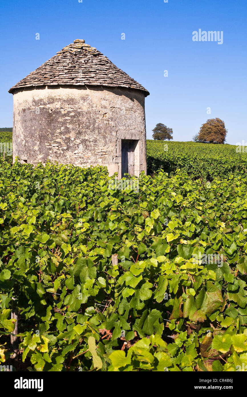 Frankreich, Cote d ' or, Côte de Beaune, Savigny Les Beaune, AOC ...