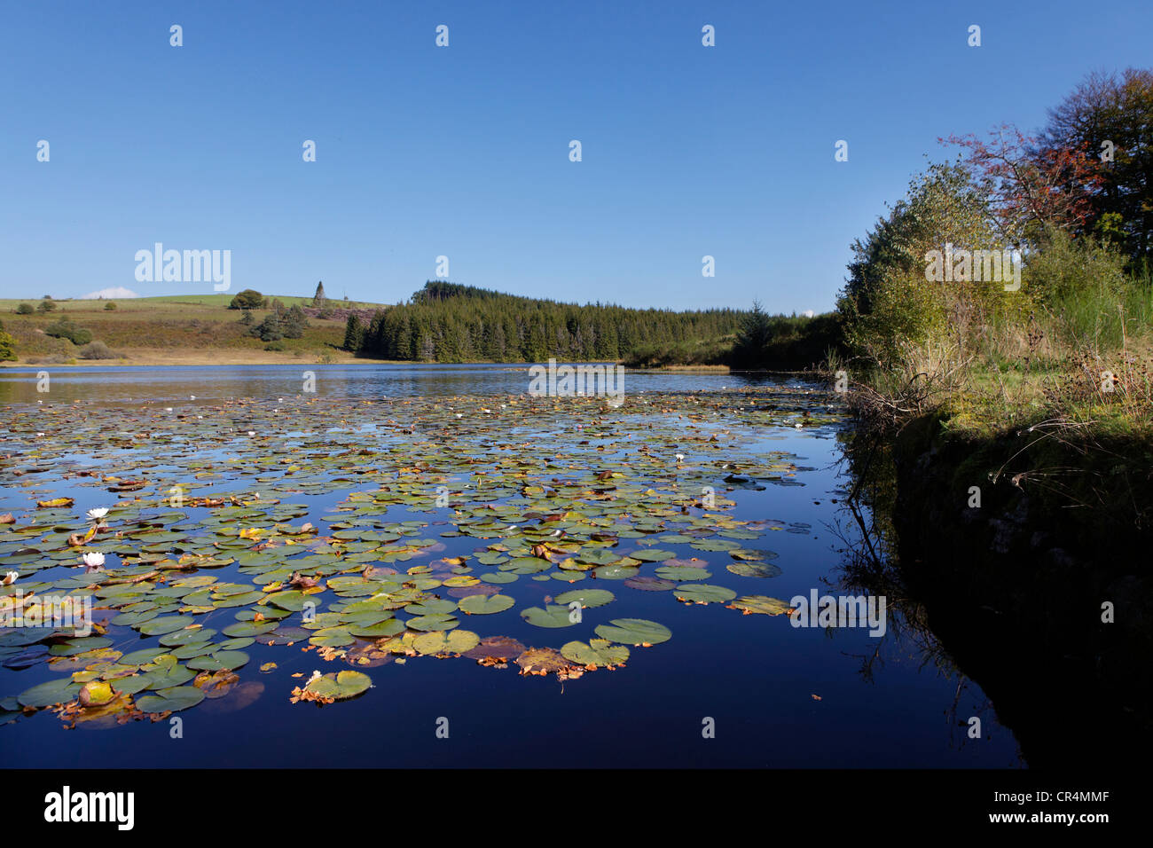 Weißer Lotus, Nenuphar (Nymphaea Alba), Teich von Saint Halbhöhle Les ...