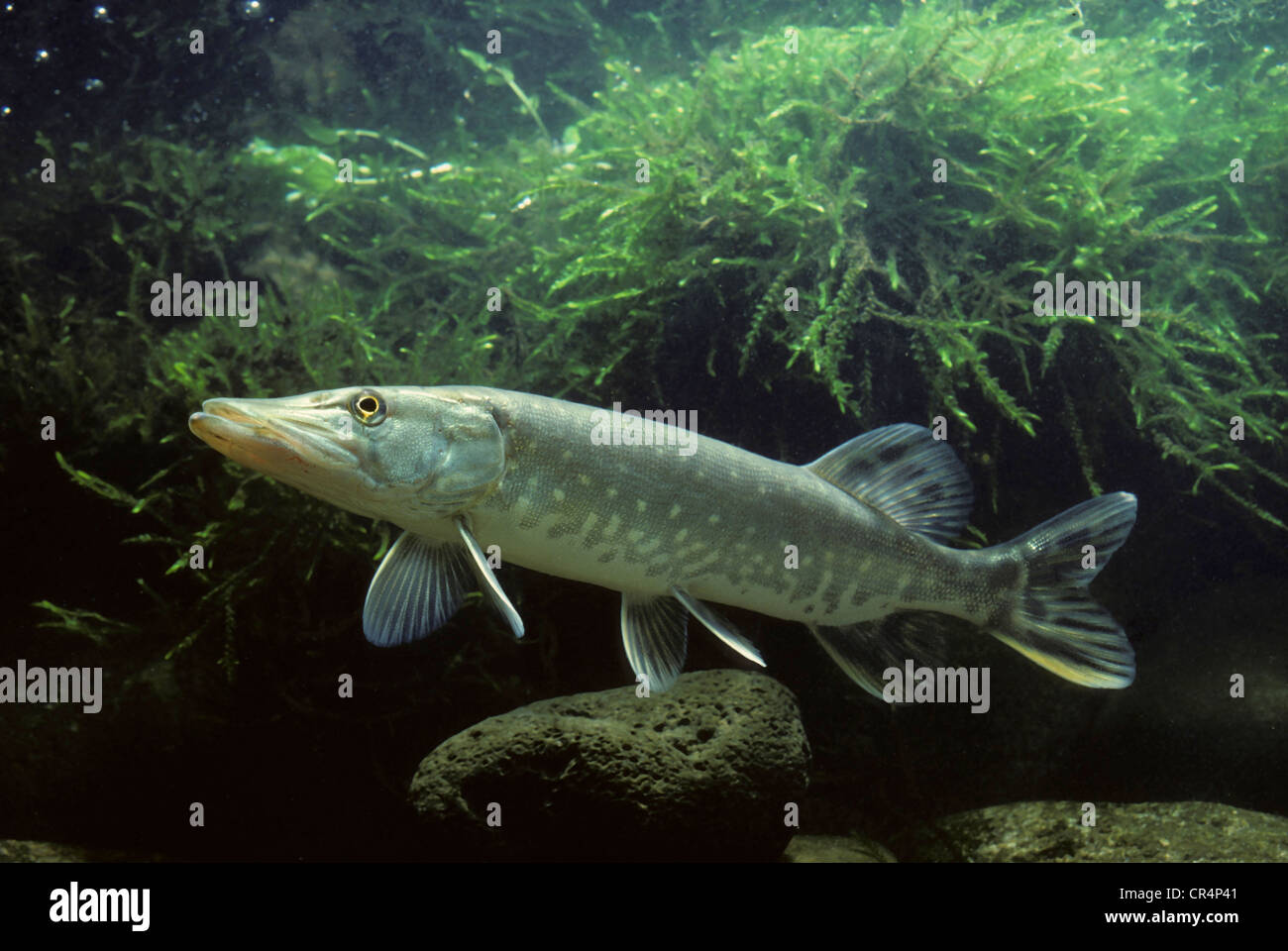 Northern pike fish underwater esox -Fotos und -Bildmaterial in hoher ...