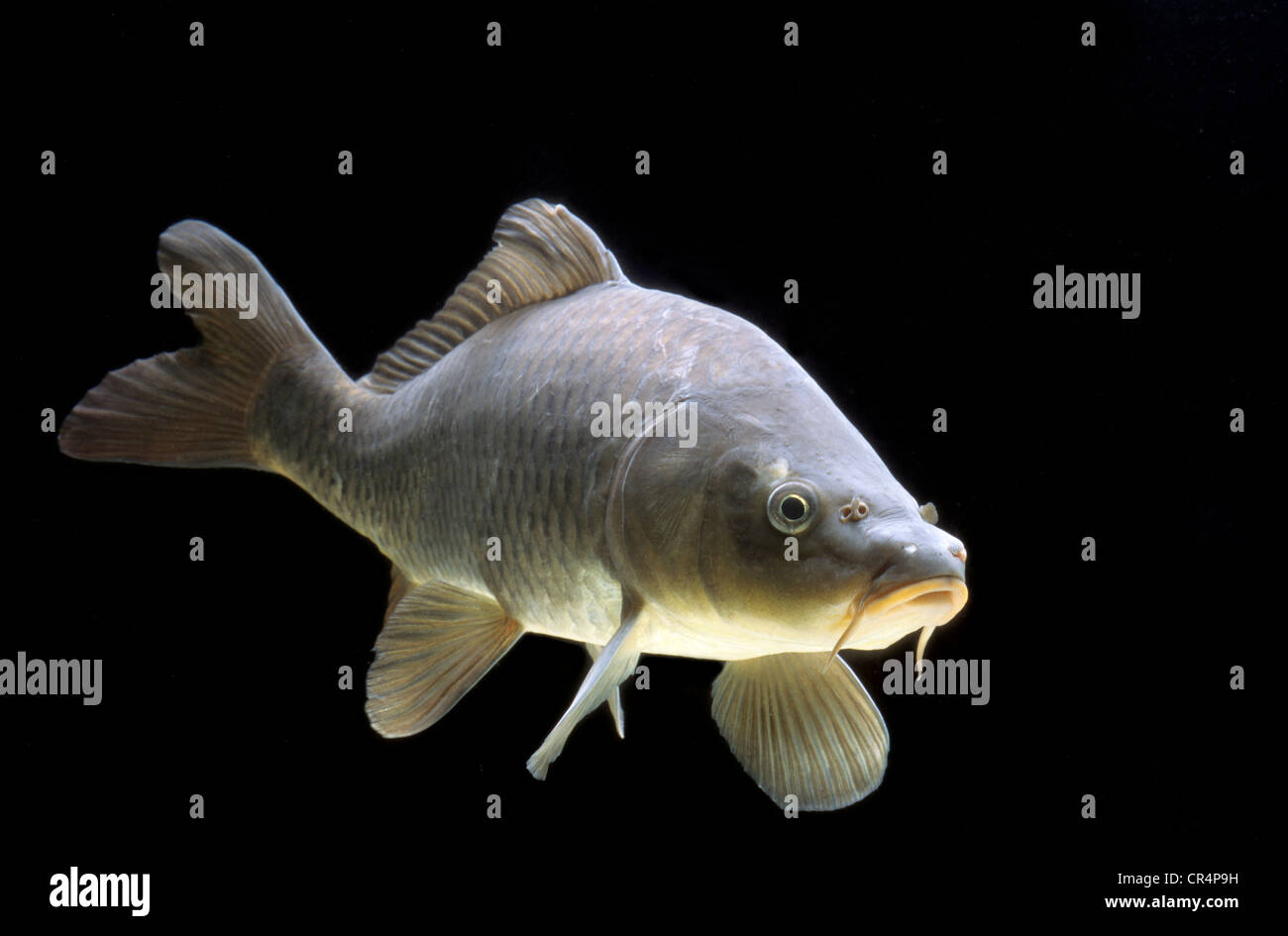 Gemeiner karpfen carpio cyprinus -Fotos und -Bildmaterial in hoher ...
