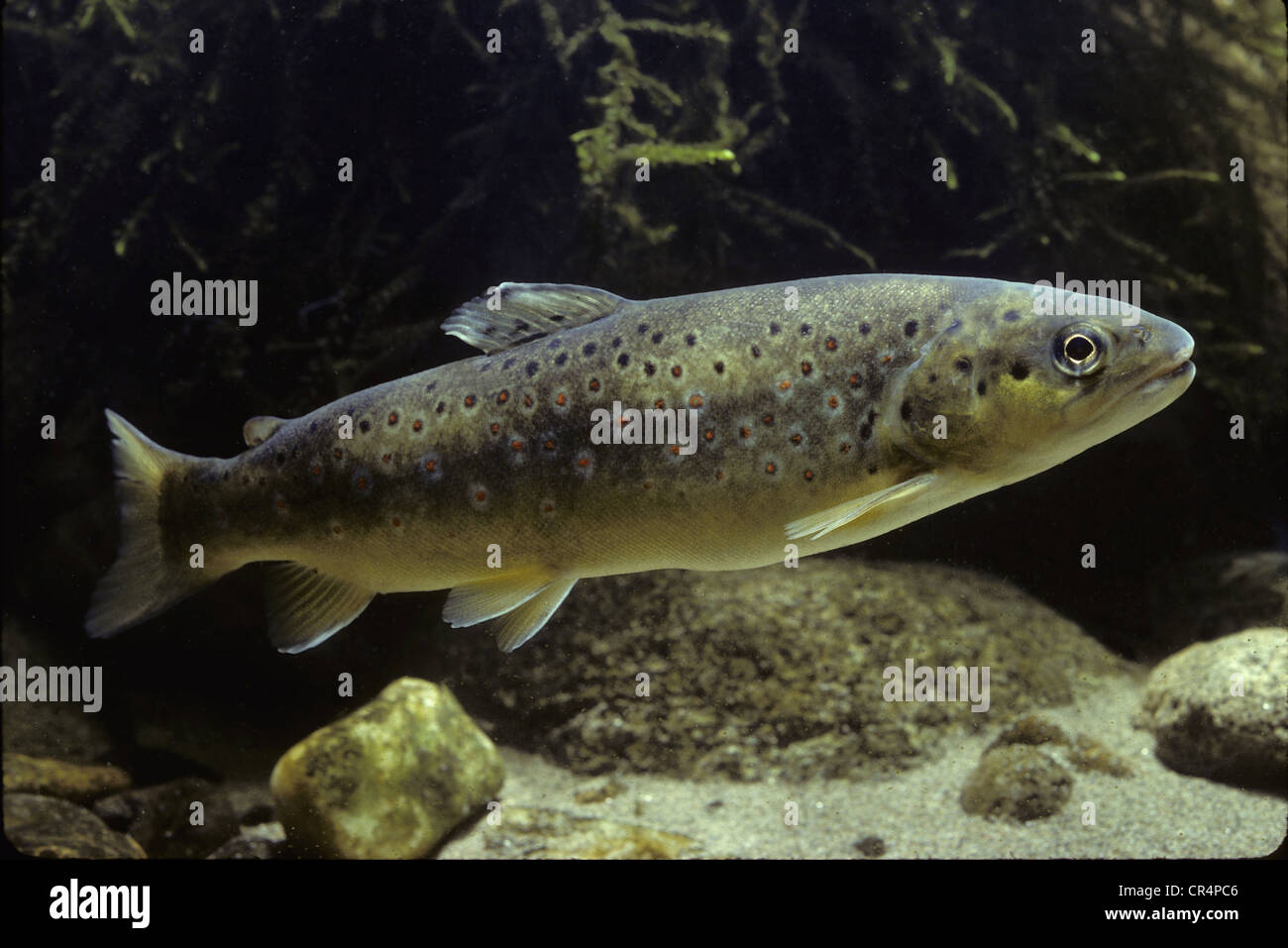 Fauna bachforelle -Fotos und -Bildmaterial in hoher Auflösung – Alamy