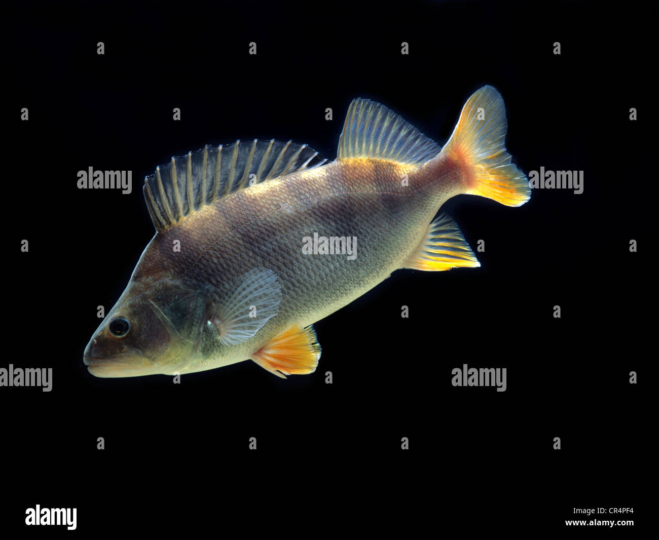Perca fluviatilis -Fotos und -Bildmaterial in hoher Auflösung – Alamy