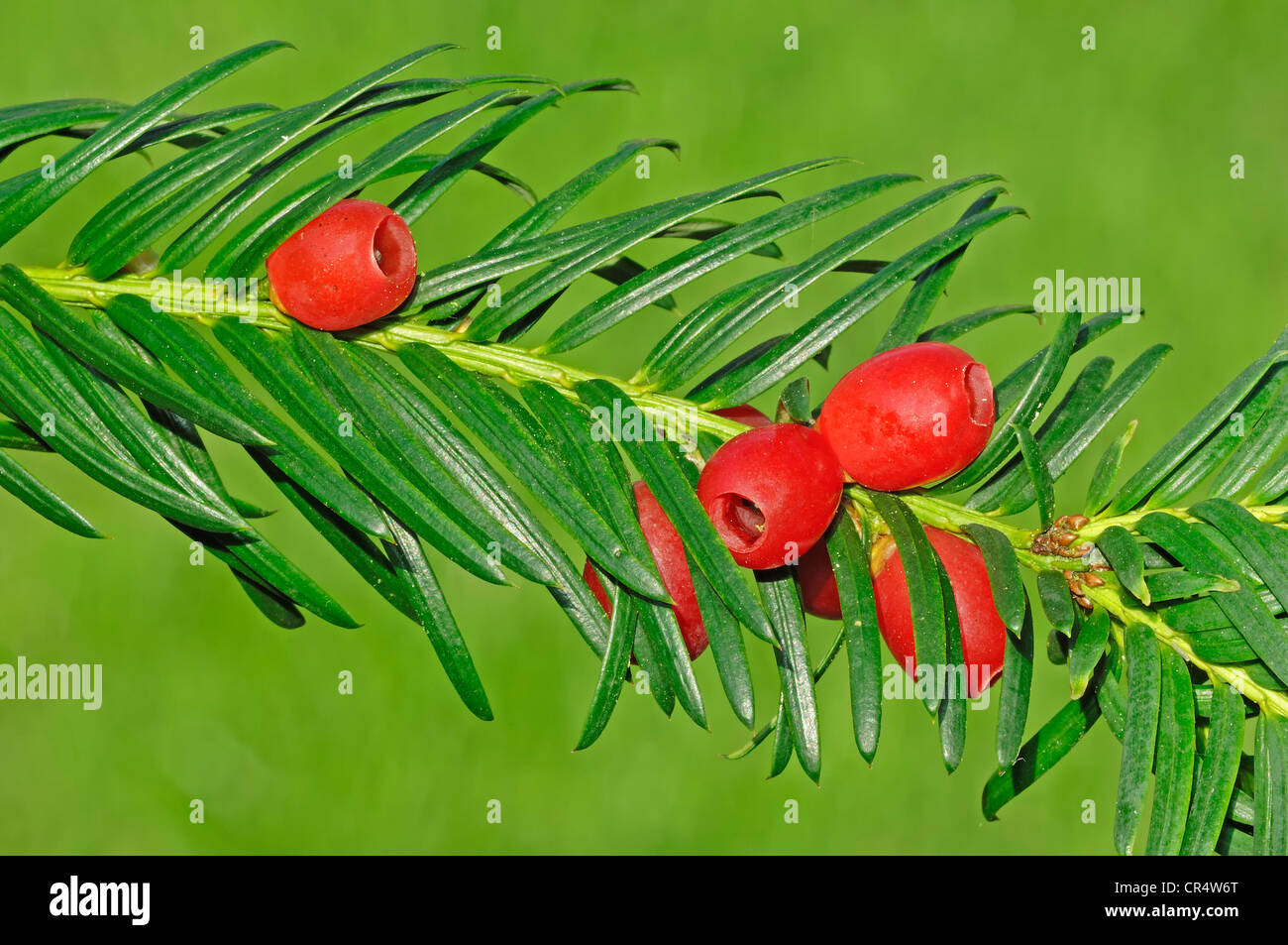 Gemeine eiben taxus baccata -Fotos und -Bildmaterial in hoher Auflösung ...