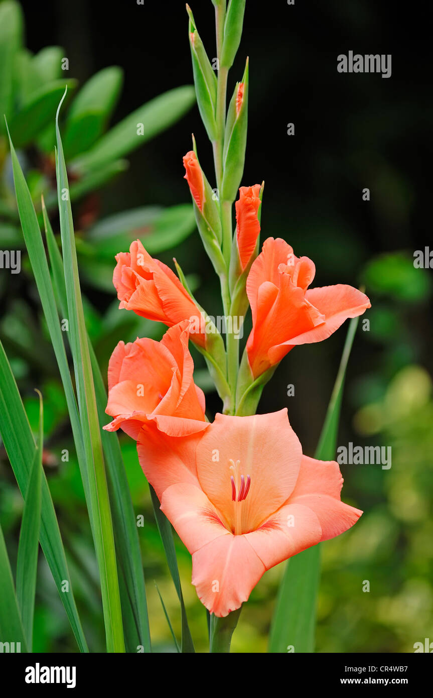 Art gladiolen -Fotos und -Bildmaterial in hoher Auflösung – Alamy