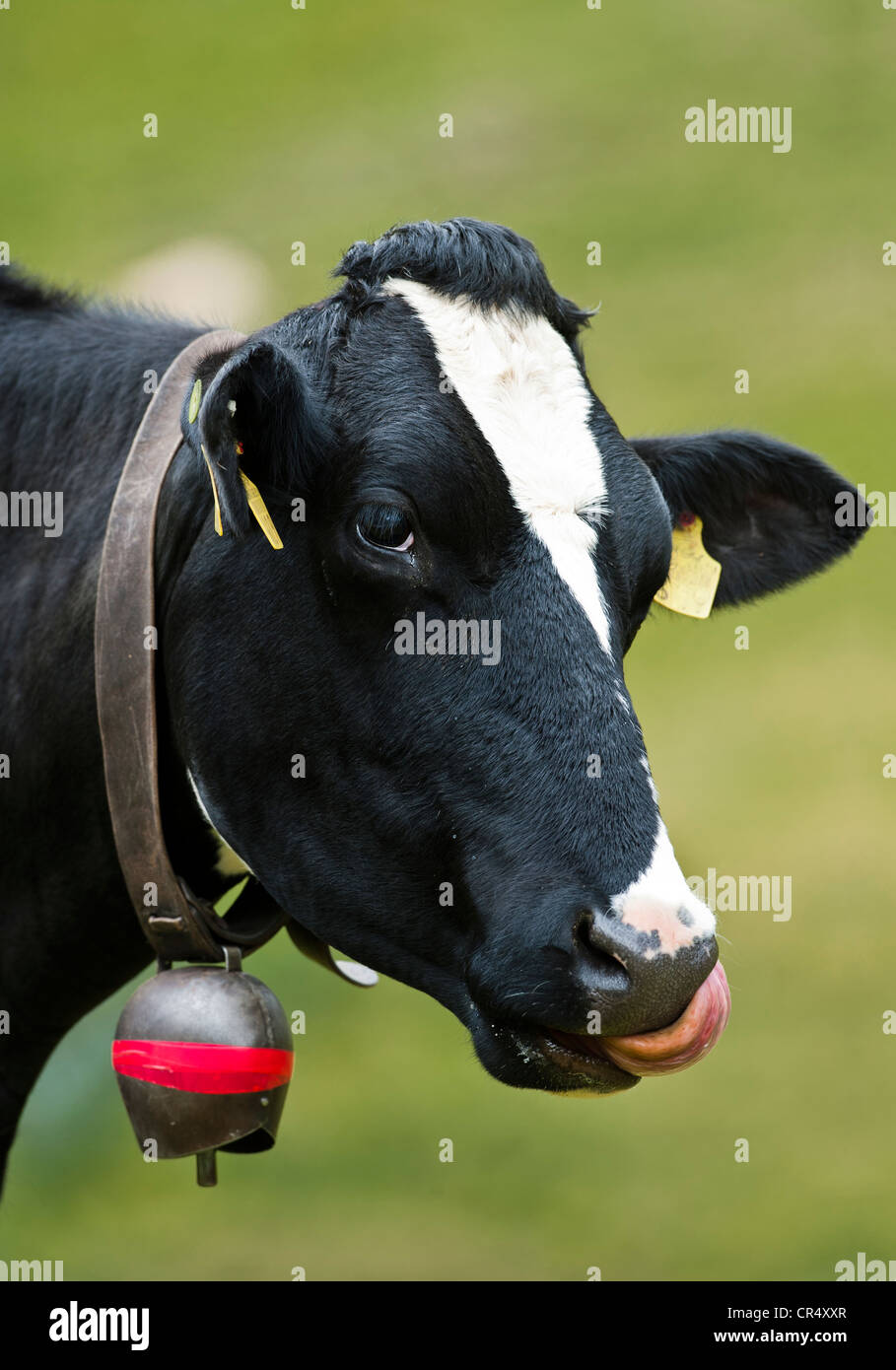 Cow licking it's nose -Fotos und -Bildmaterial in hoher Auflösung – Alamy