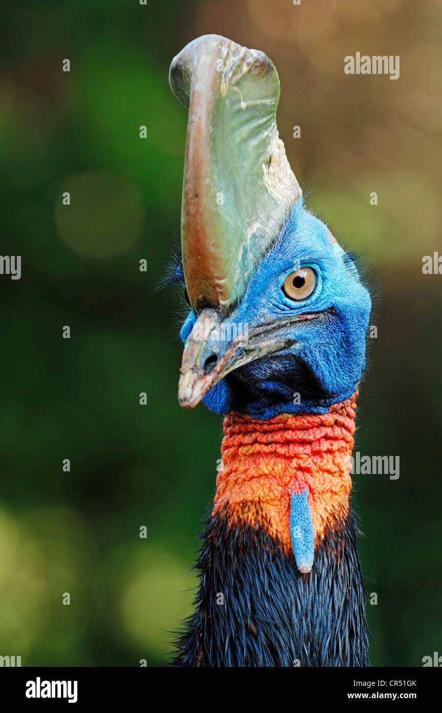 Single wattled cassowary -Fotos und -Bildmaterial in hoher Auflösung ...