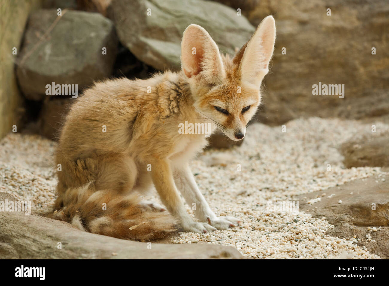 Fennec Fuchs Porträt-Hinweis-Captive Thema Stockfotografie - Alamy