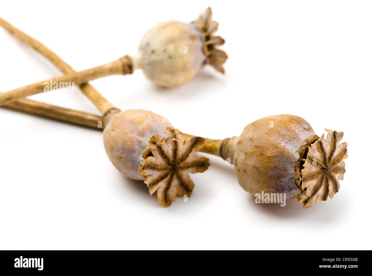 Mohn kopf samen -Fotos und -Bildmaterial in hoher Auflösung – Alamy