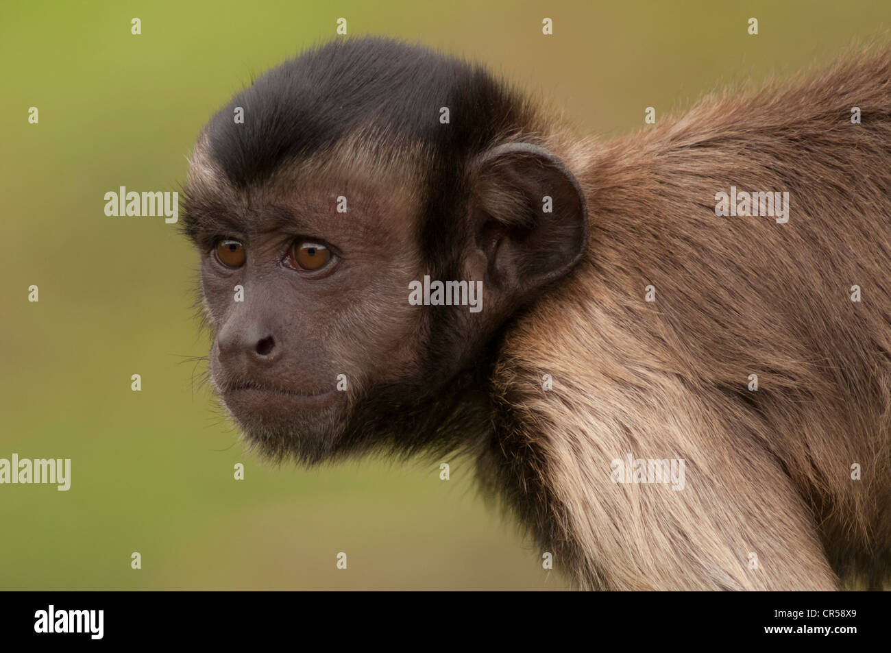 Brauner Kapuziner Affen Cebus Apella (auch bekannt als Sapajus Apella ...