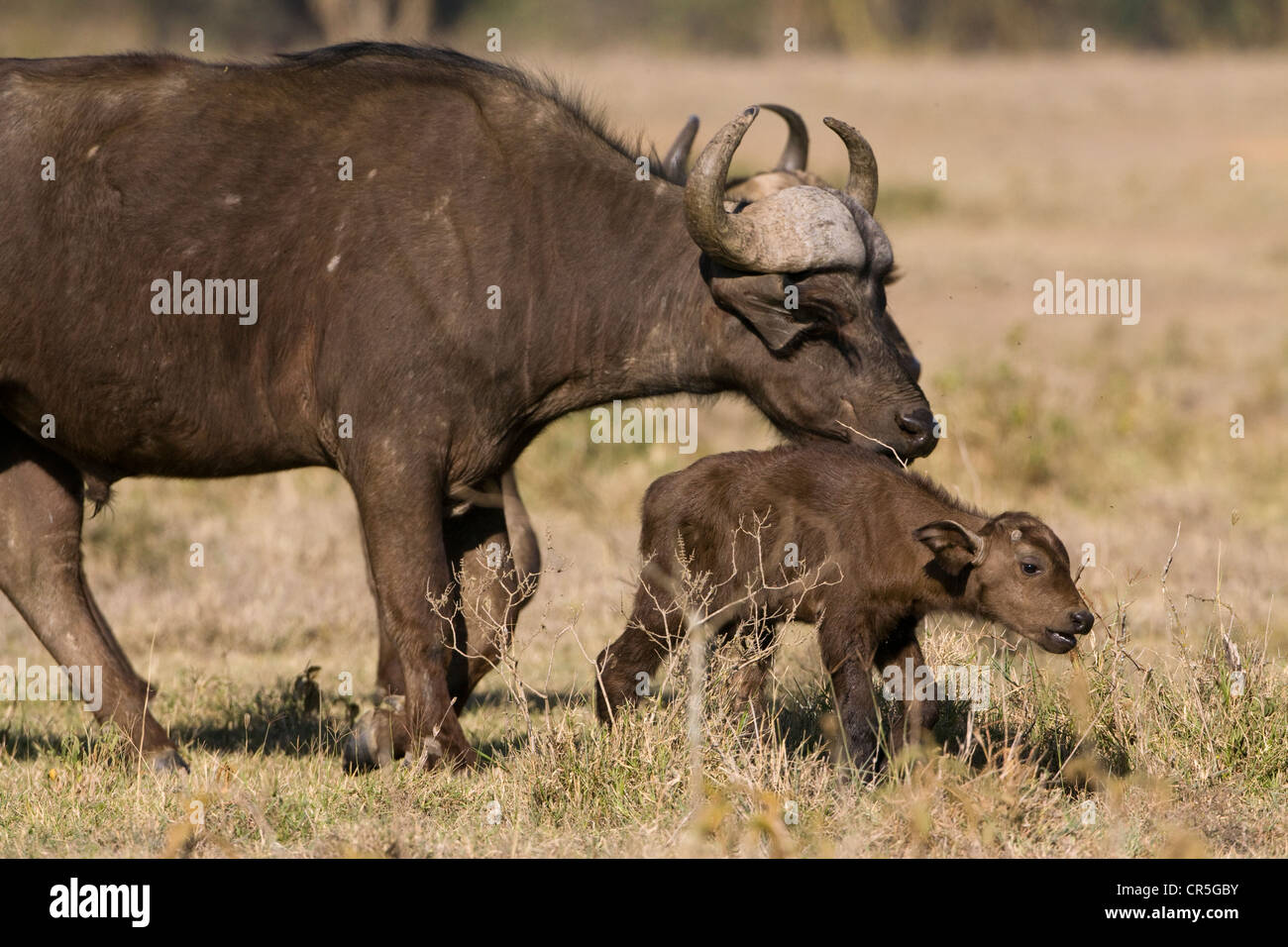 African Buffalo Baby Stockfotos & African Buffalo Baby Bilder - Alamy
