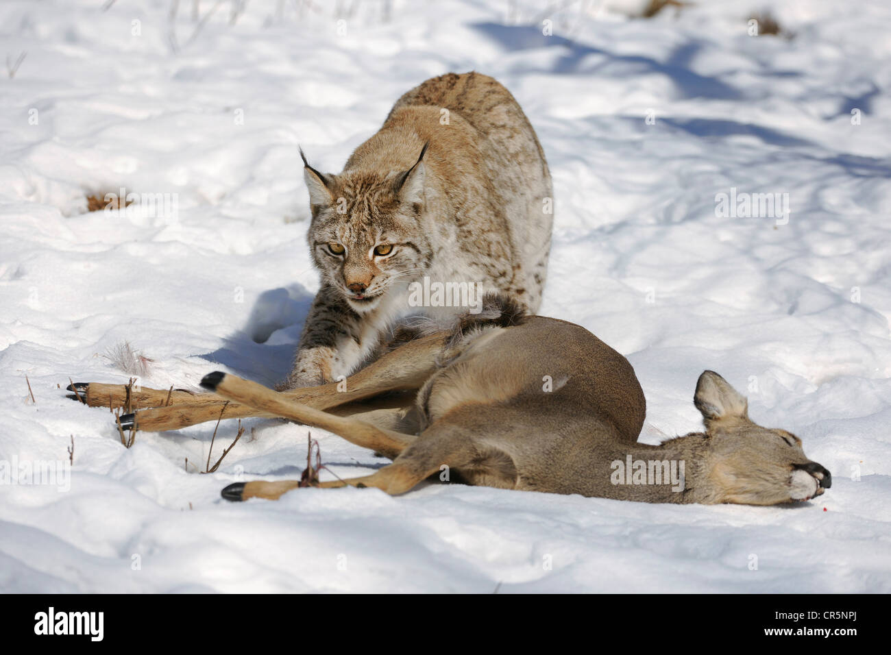 Luchs (Lynx Lynx), Weibchen mit Beute, Reh (Capreolus Capreolus ...