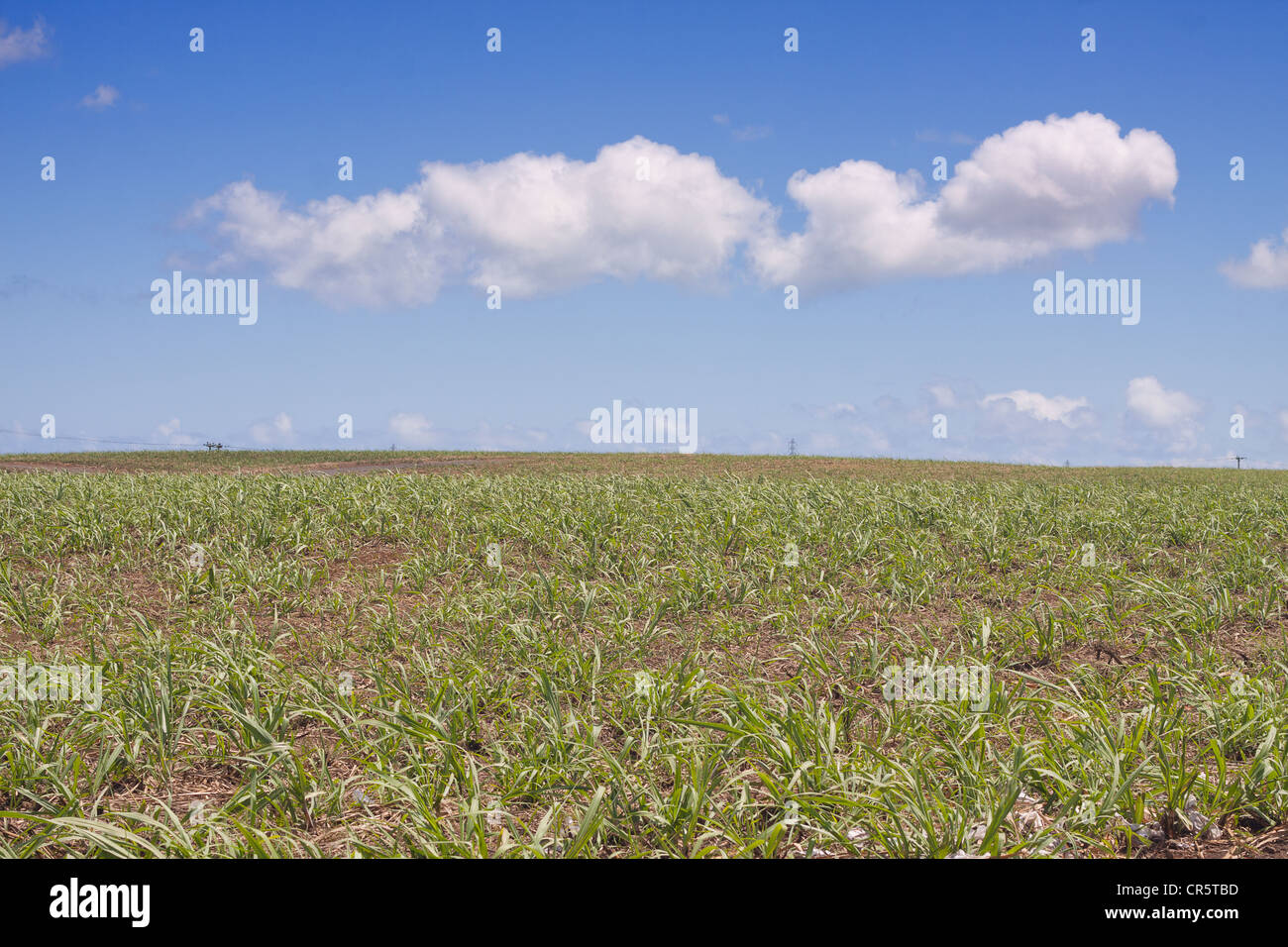 Sugarcane Mauritius Stockfotos und -bilder Kaufen - Alamy