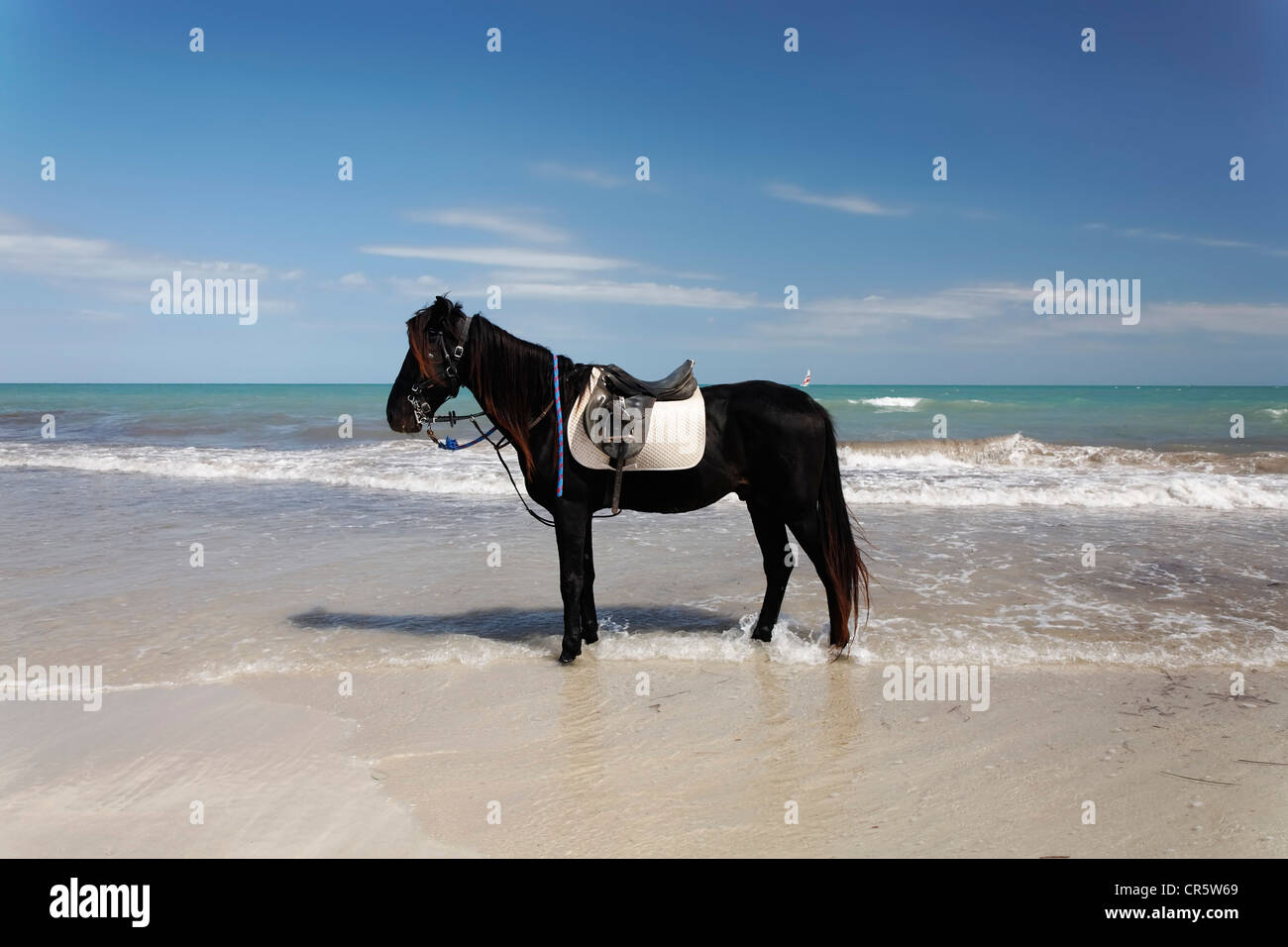 Gesattelte pferde am strand -Fotos und -Bildmaterial in hoher Auflösung ...