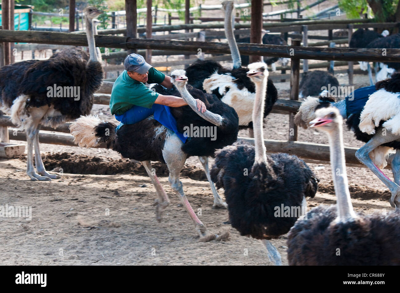 Seine straussenfarm -Fotos und -Bildmaterial in hoher Auflösung – Alamy
