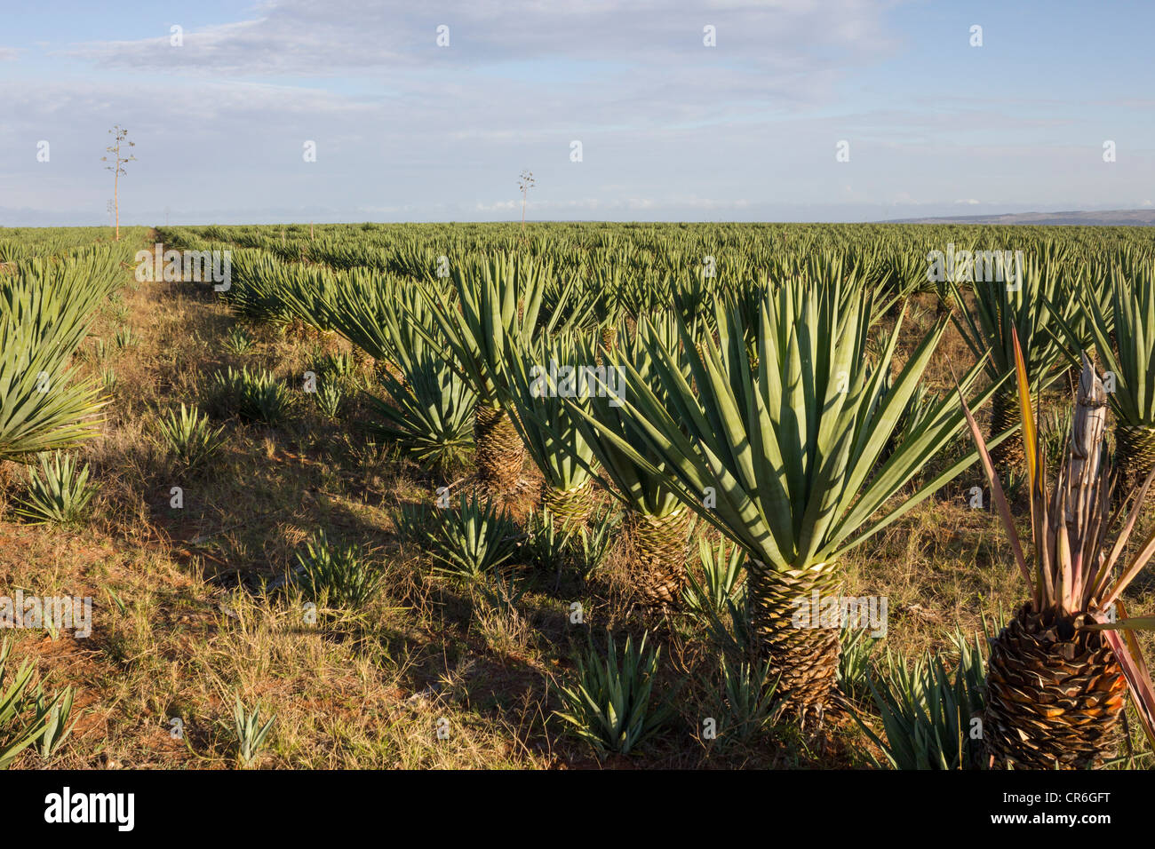 Sisal Farm Stockfotos und -bilder Kaufen - Alamy