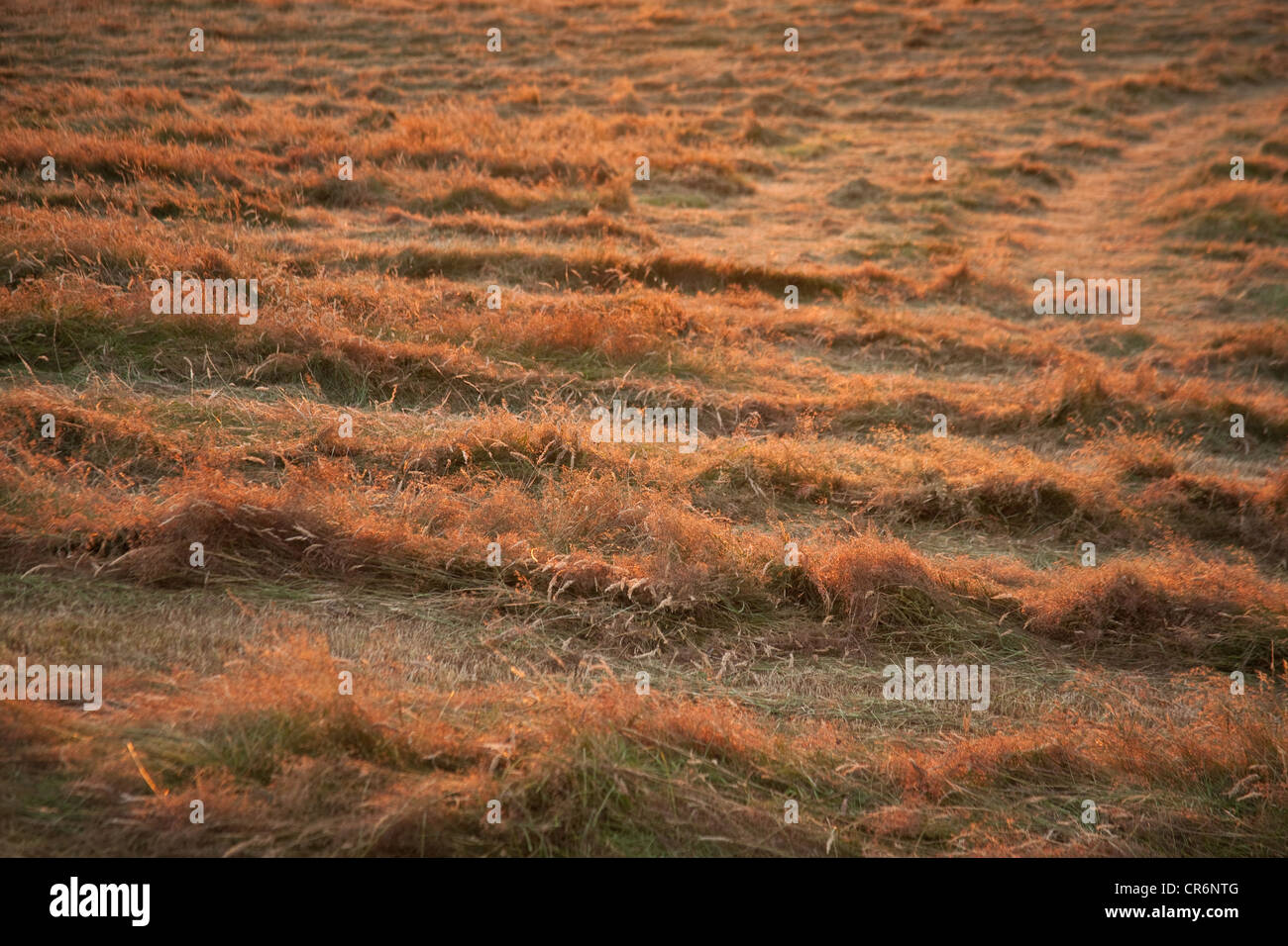 Heu auf englisch -Fotos und -Bildmaterial in hoher Auflösung – Alamy