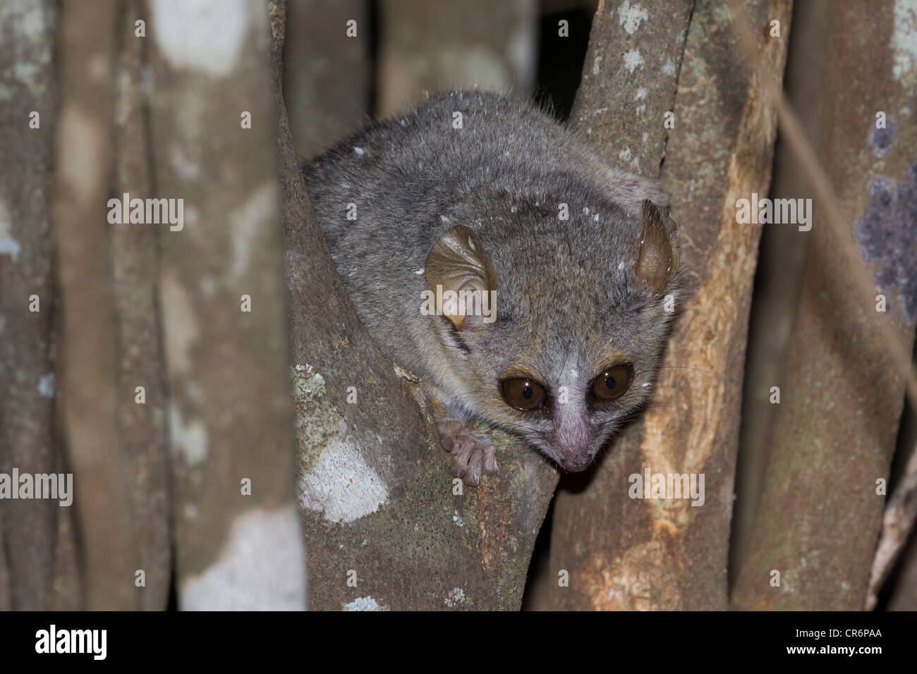 Mouse lemur -Fotos und -Bildmaterial in hoher Auflösung – Alamy