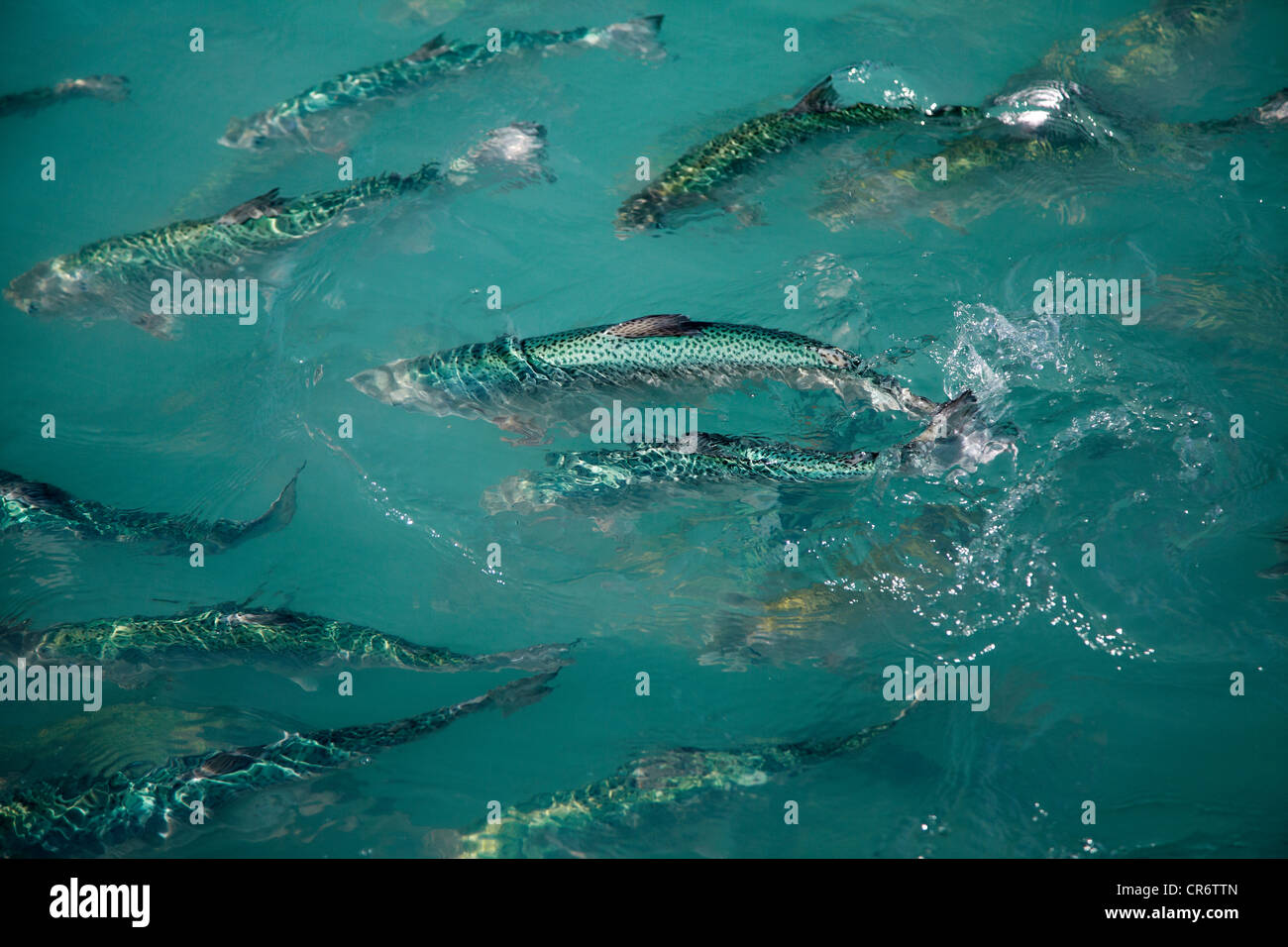 Fisch im hochland lachsfarm -Fotos und -Bildmaterial in hoher Auflösung ...