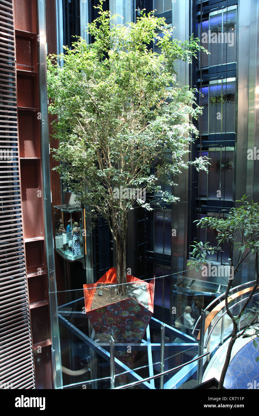 Feigenbaum, indische Banyan Ficus Benjamin, wächst auf der Celebrity ...